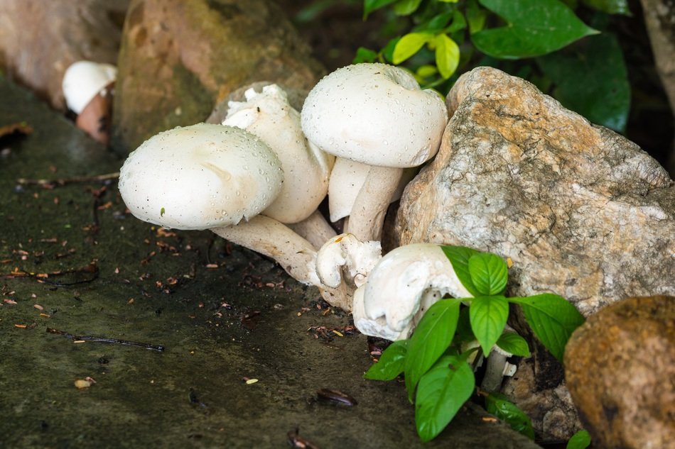 White mushrooms are growing among the rocks free image download
