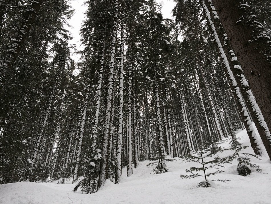 Forest in heavy snow free image download