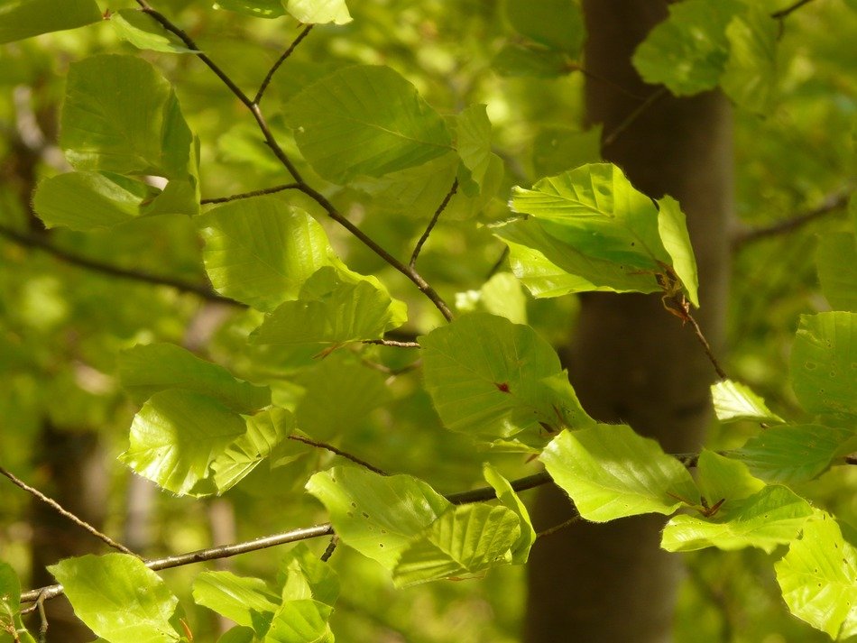 Light green leaves of European beech on the background of a tree trunk ...