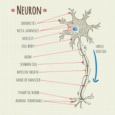 Vector illustration neuron chart free image download