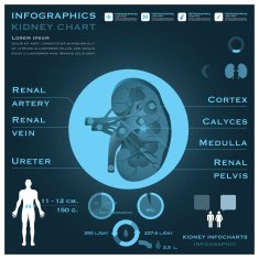 Kidney Infographic Infocharts Health And Medical free image download