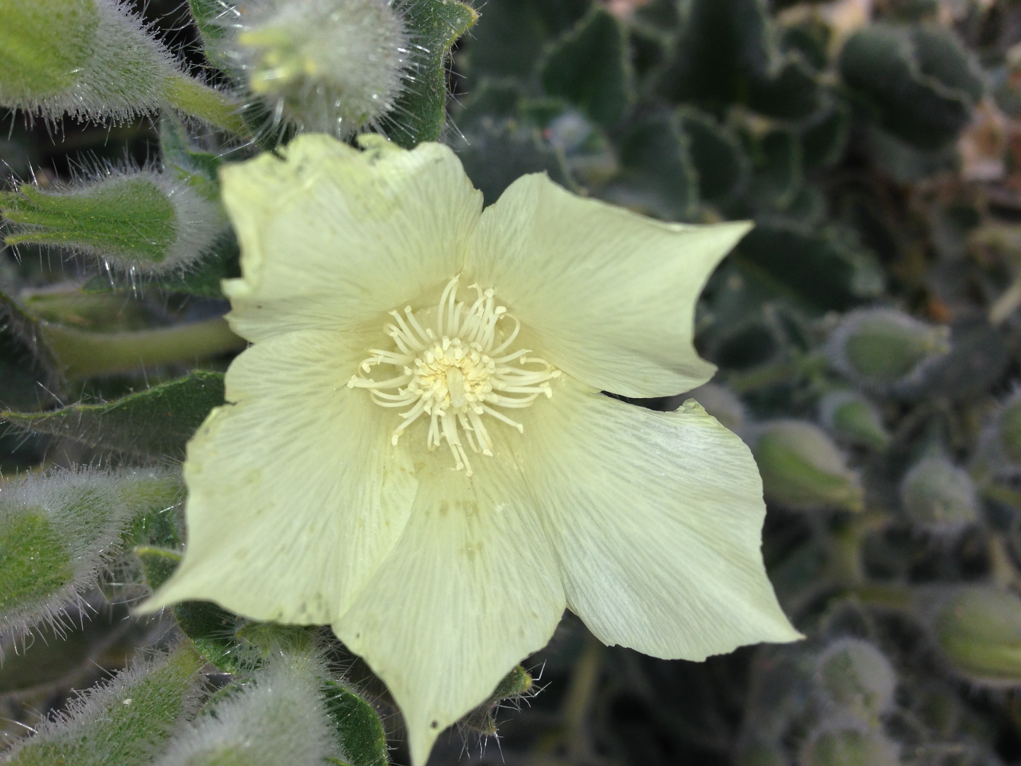 Pale yellow cactus flower free image download