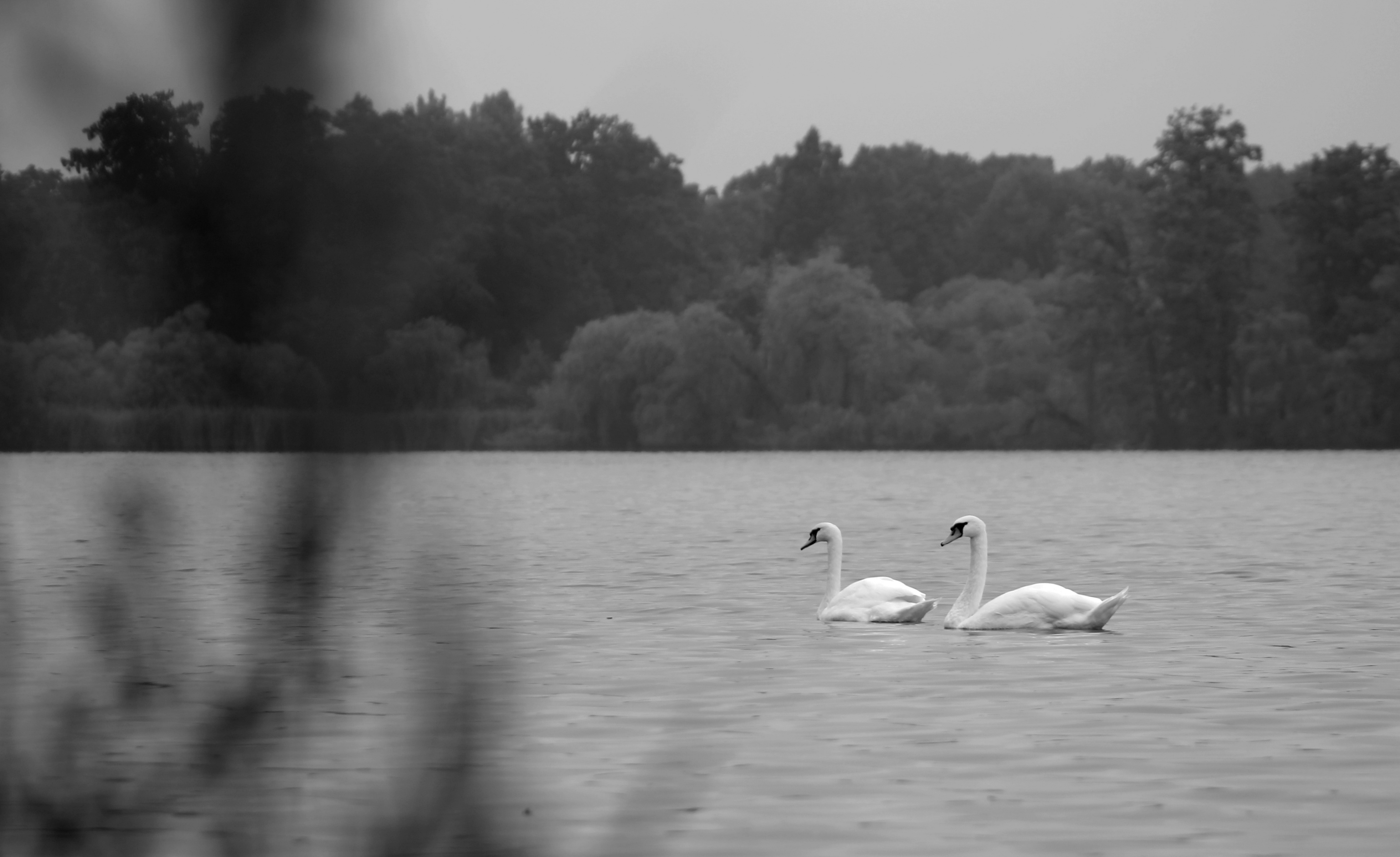 Swans pond nature free image download