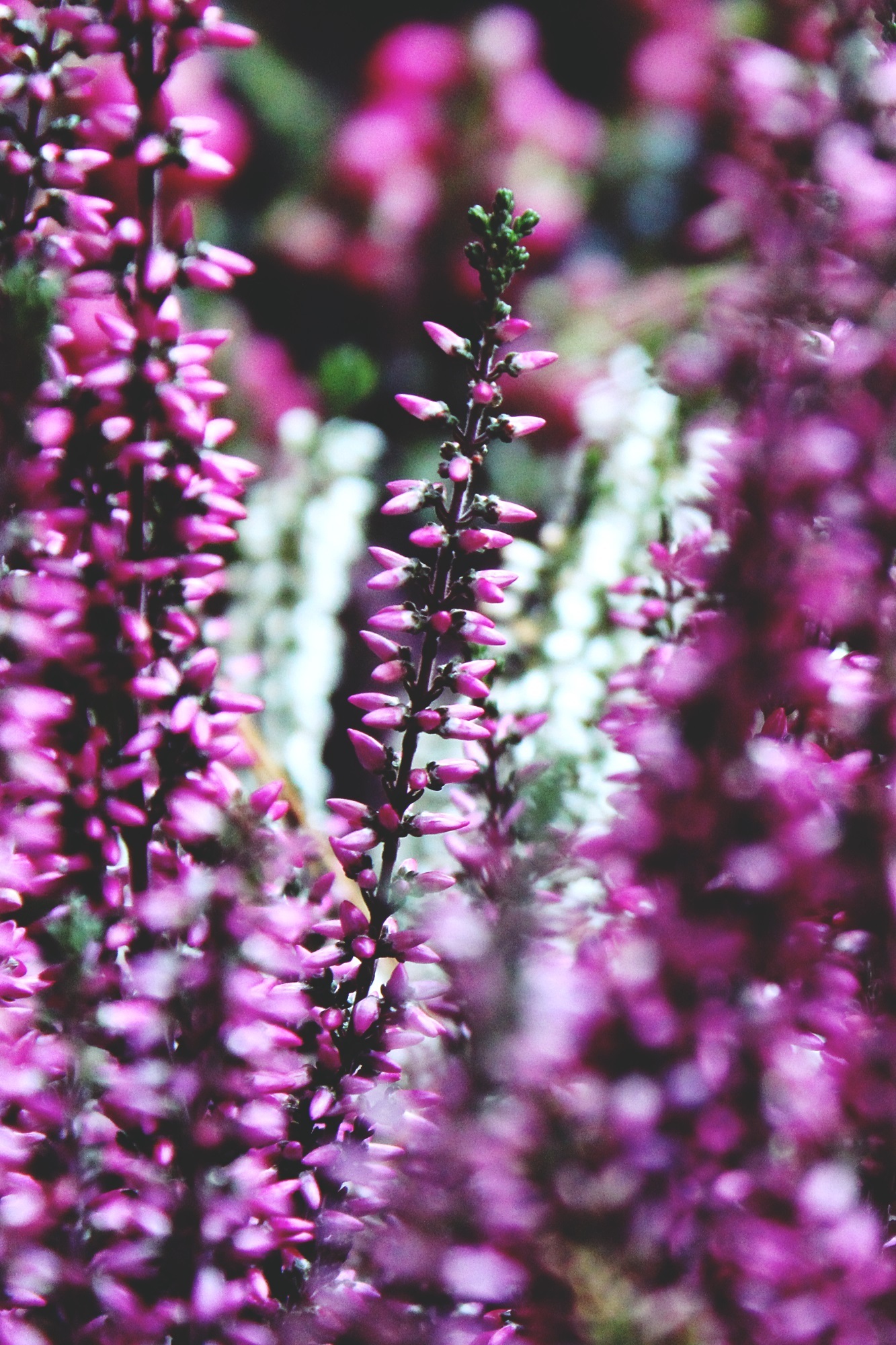 Purple erika plant free image download
