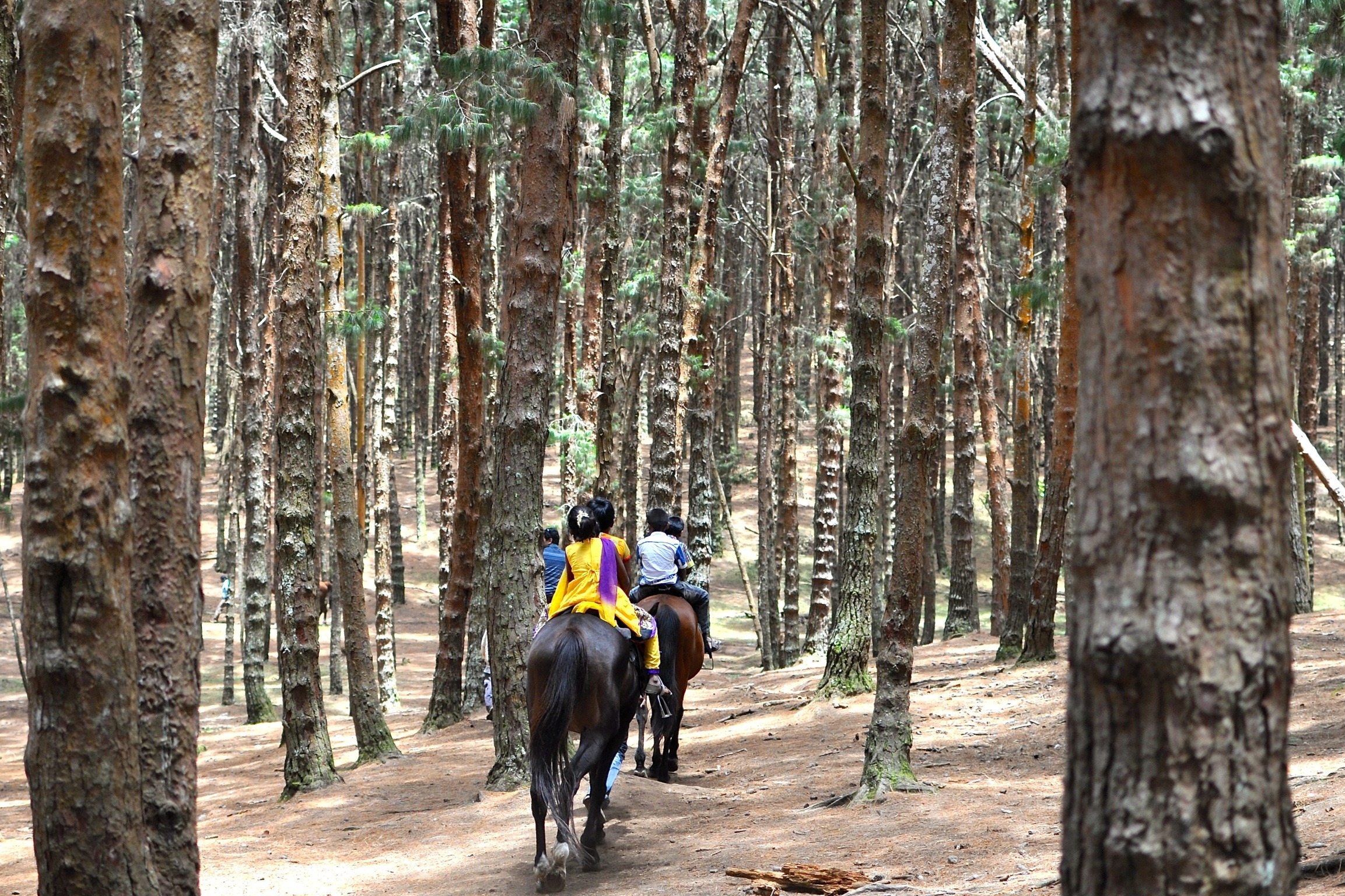 Horseback riding in a forest free image download