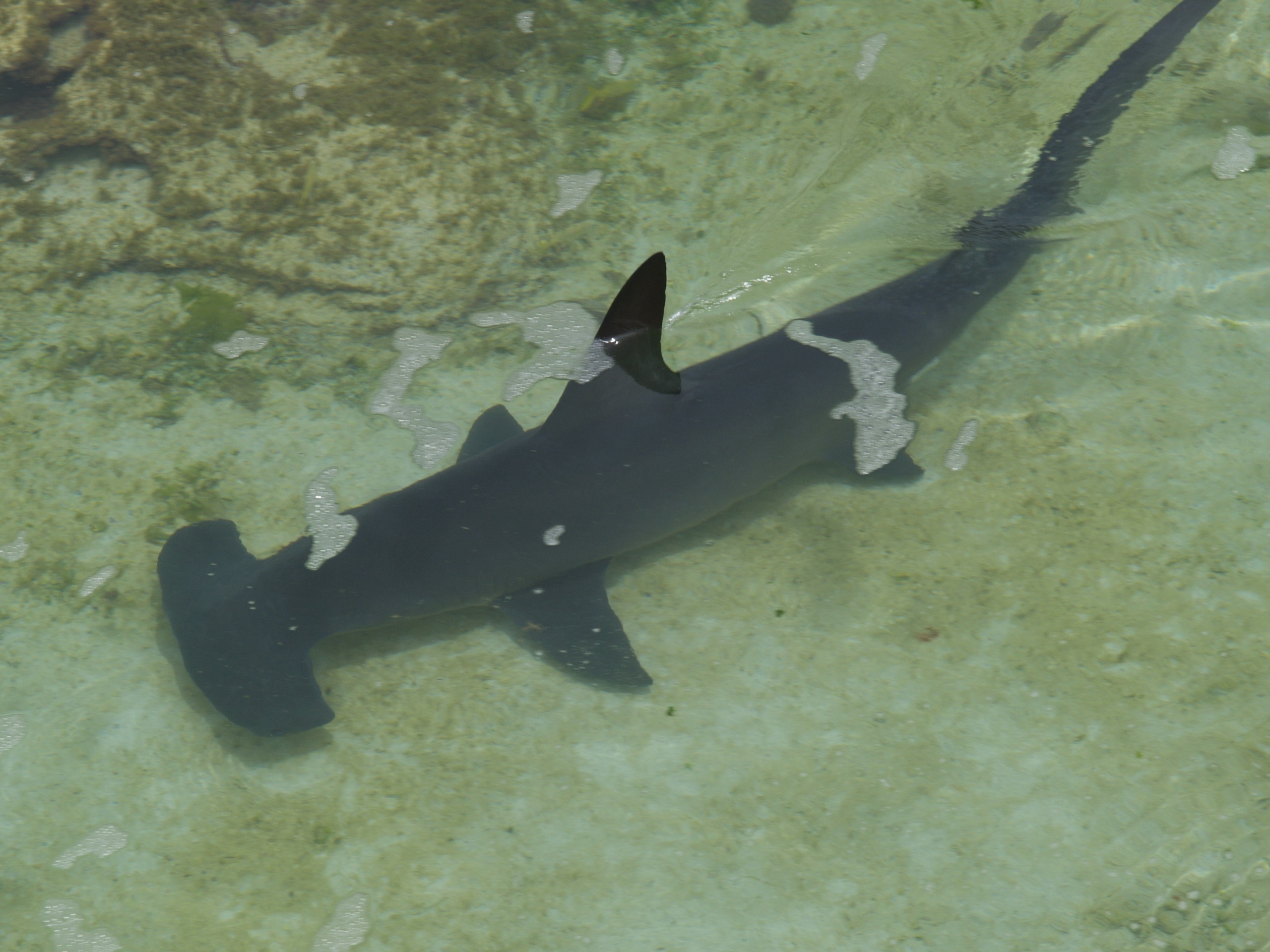 Shark hammer in the sea free image download