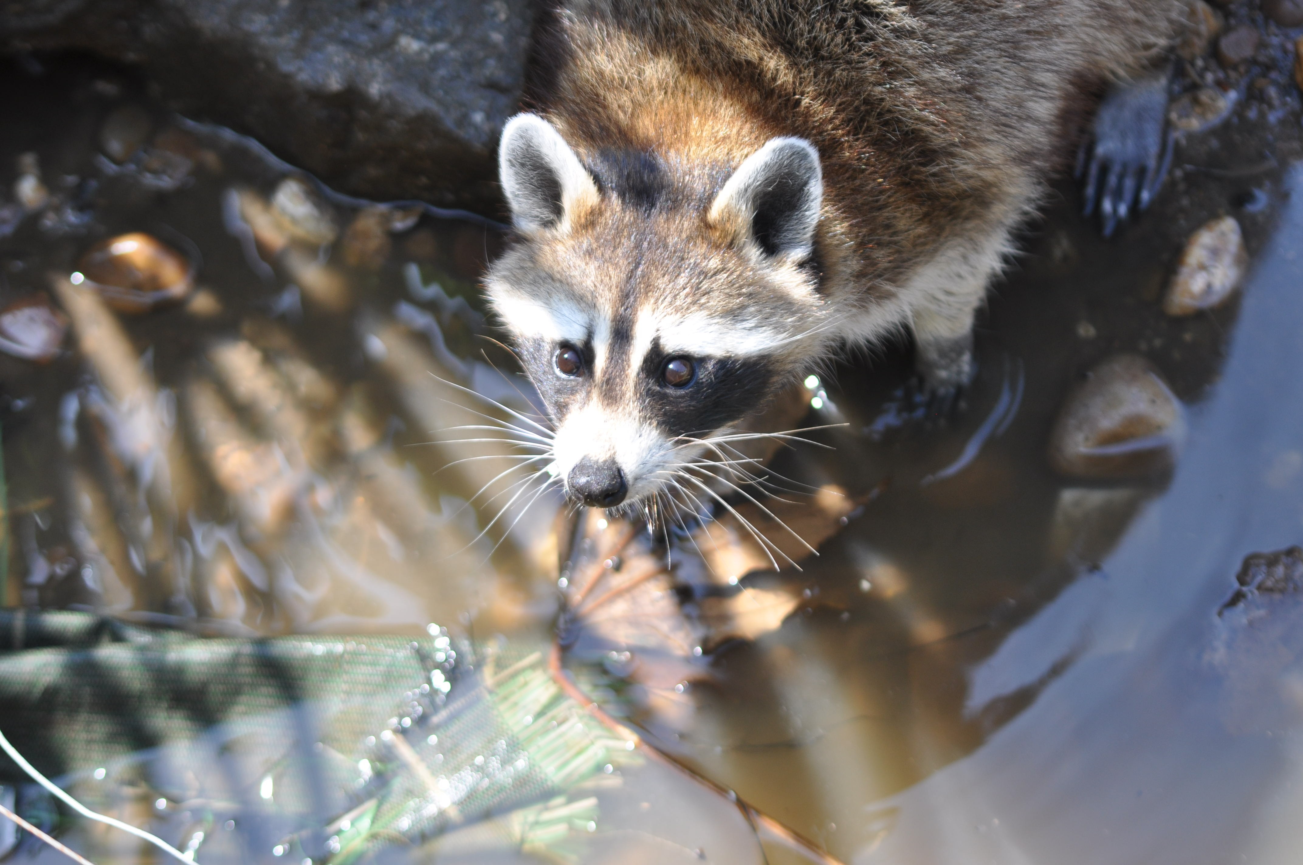 Raccoon common procyon lotor free image download