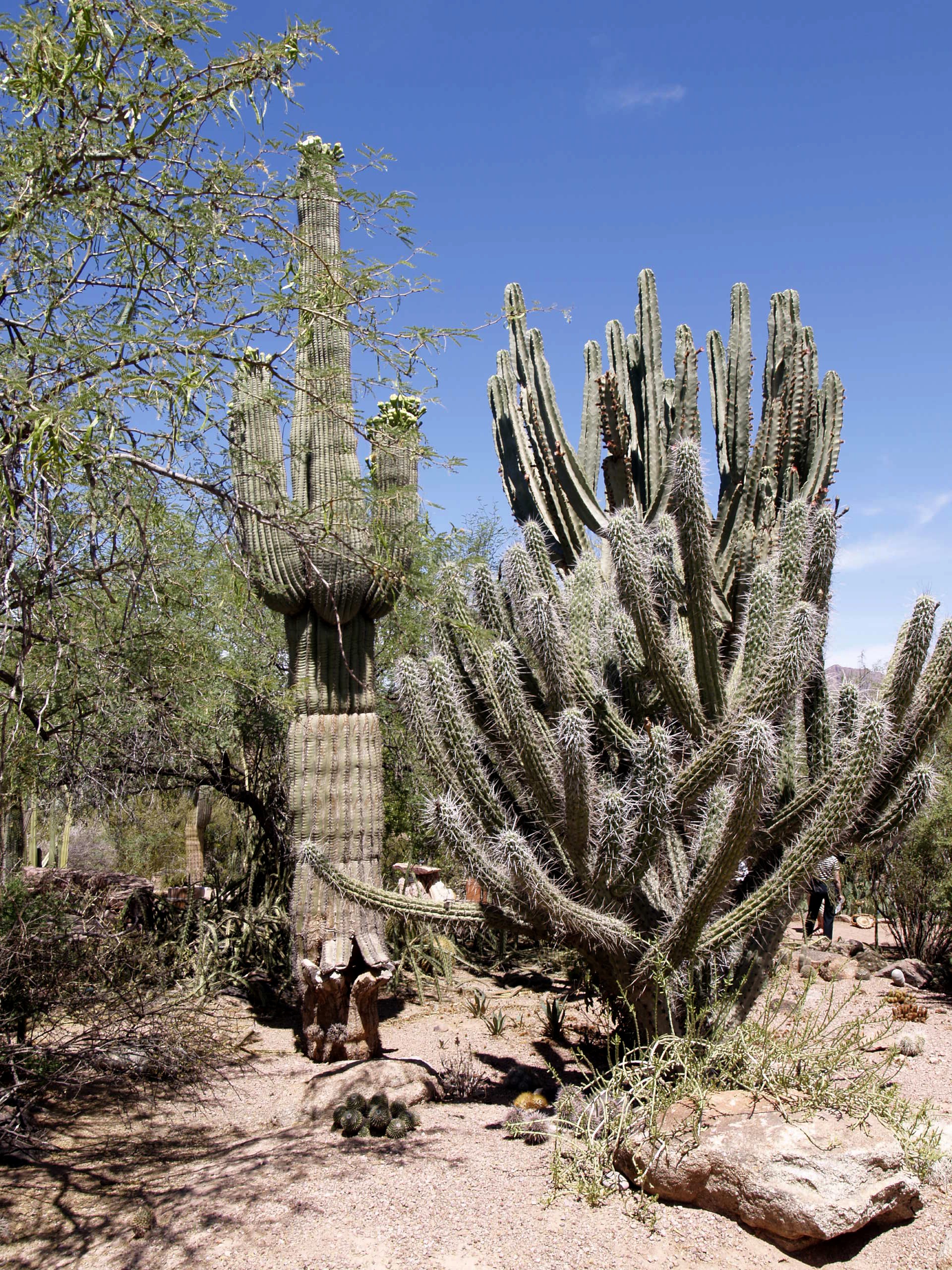 Large desert cacti free image download