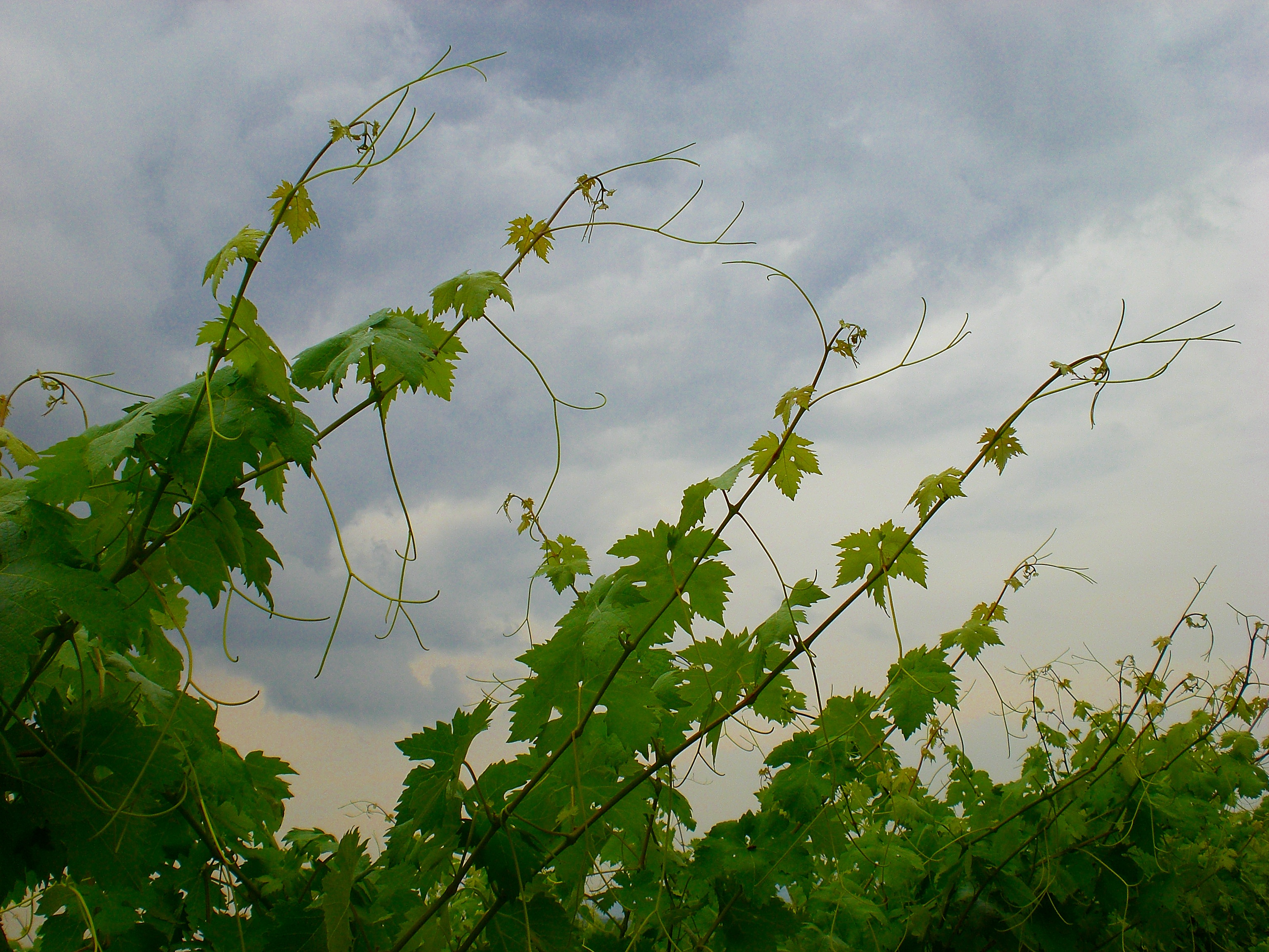 Tall vine trees for wine free image download