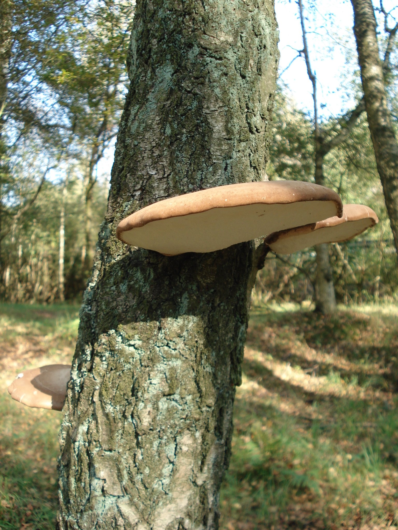 Tree fungus autumn free image download