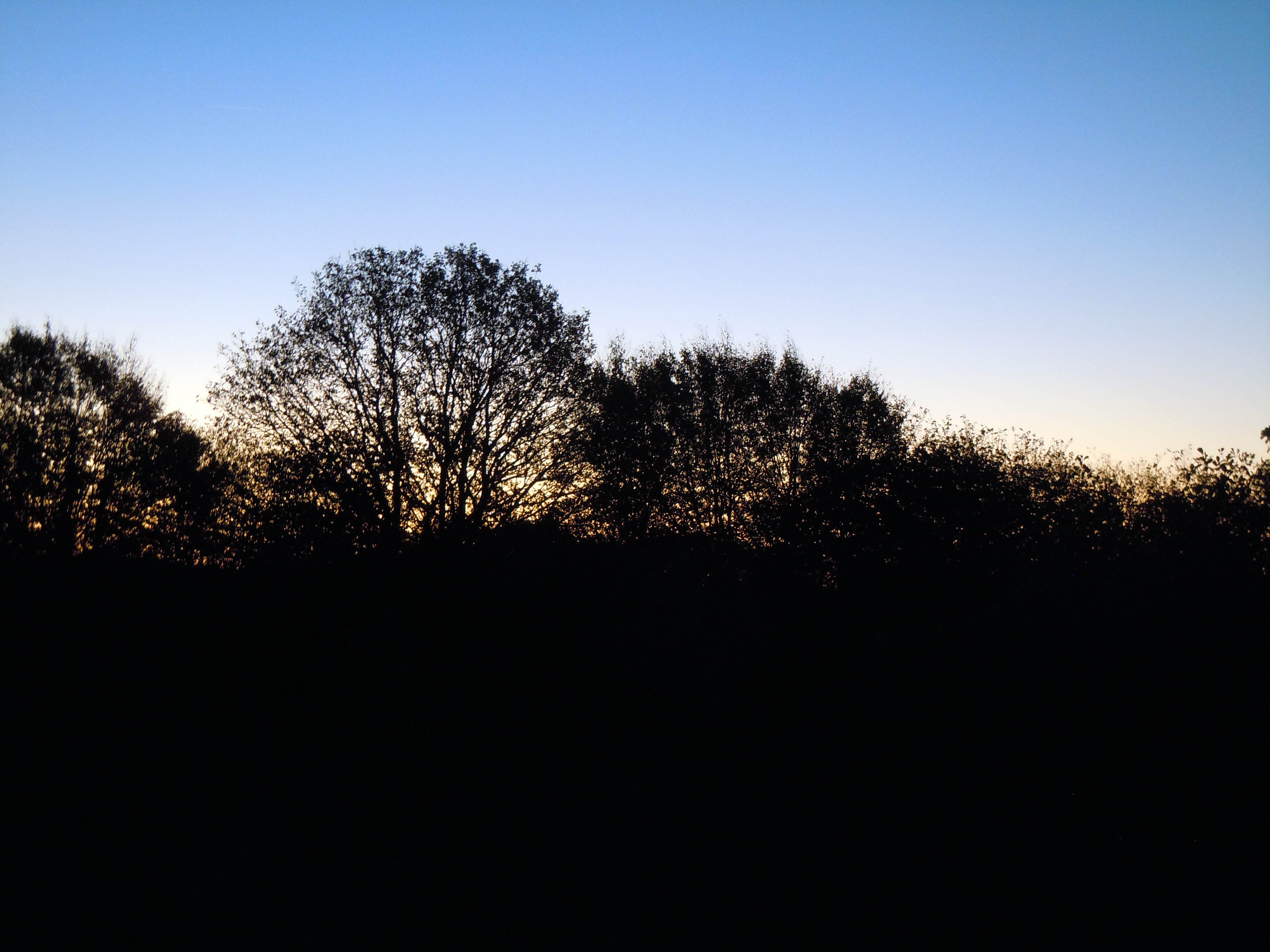 Trees silhouettes on a background of clean sunset sky free image download