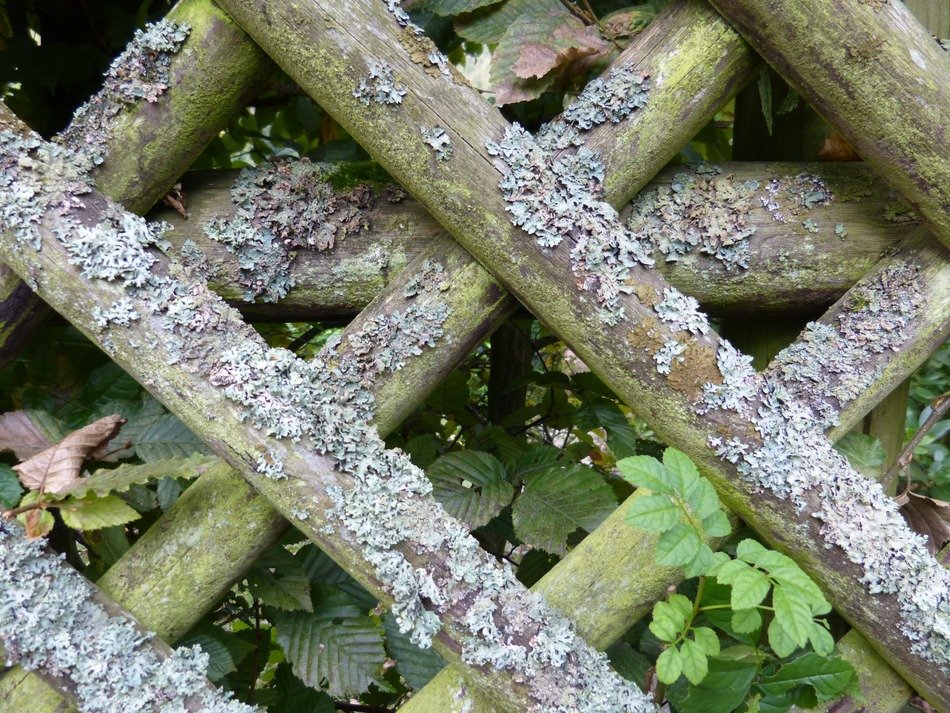 Lichen on Stone fence in the garden free image download