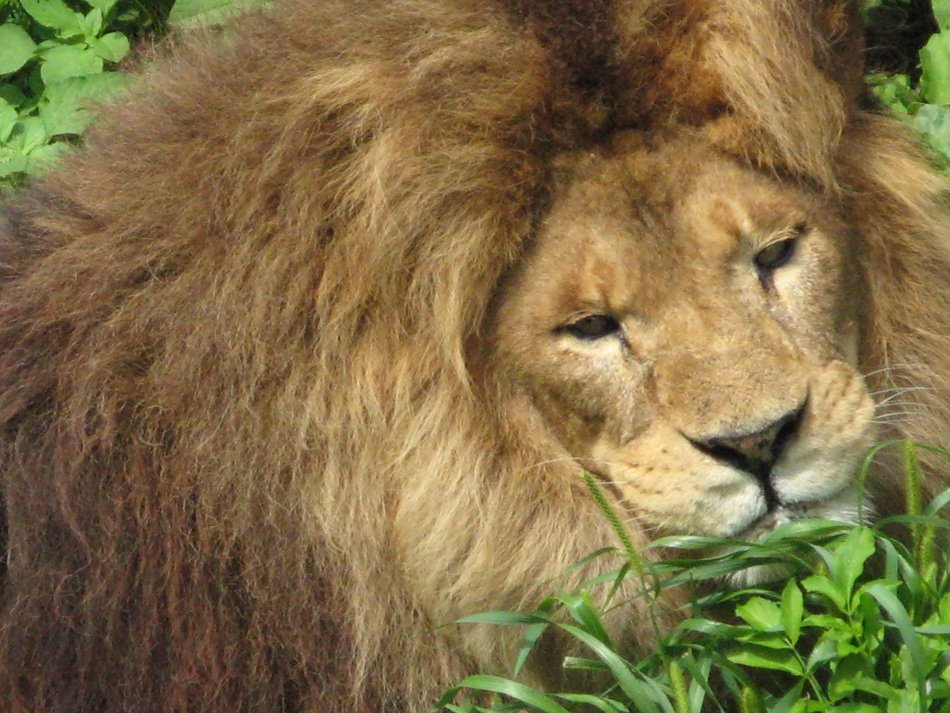 Lion near the green bush free image download
