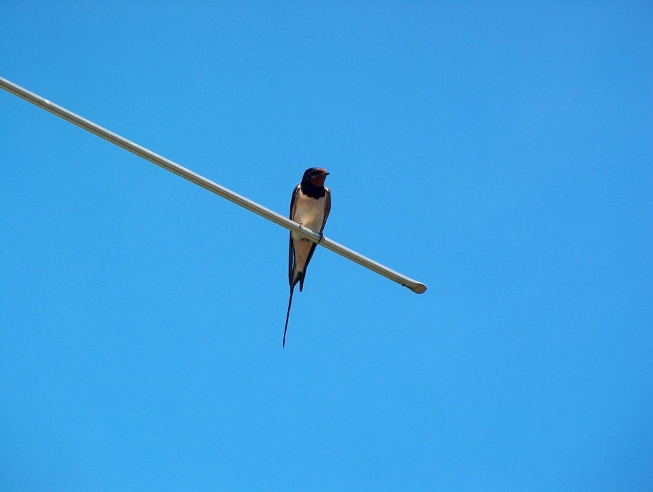Martlet bird free image download