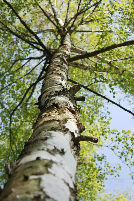 Birch tree trunk, low angle view free image download
