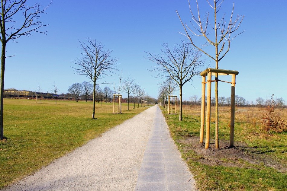 Away trees trail row of free image download