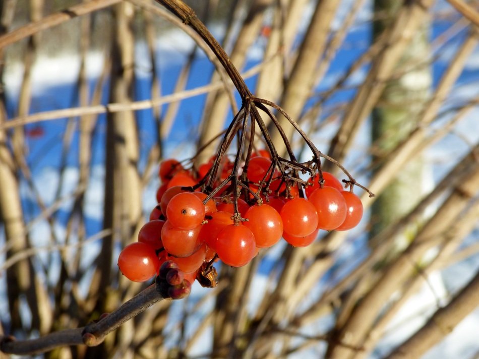 Bunch of winter orange berries free image download
