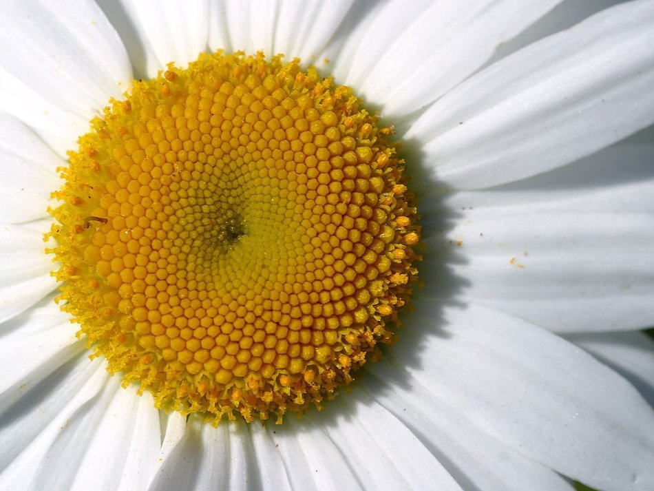 Daisy macro free image download