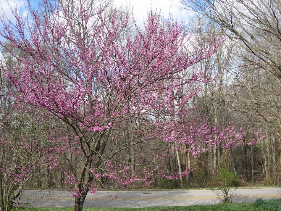 Beautiful red bud tree blooming free image download