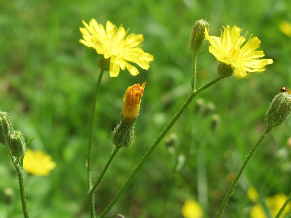 Hypochaeris radicata, cat’s ear plant in bloom free image download