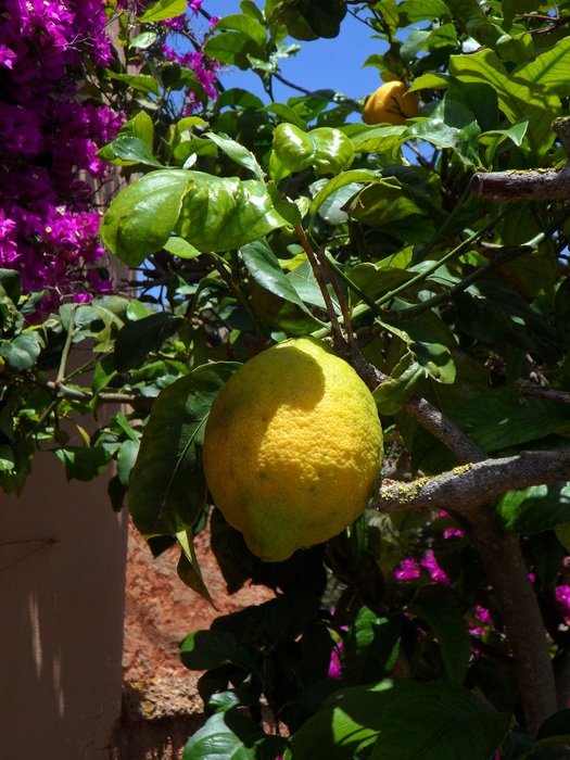 Citrus on the Mediterranean coast free image download