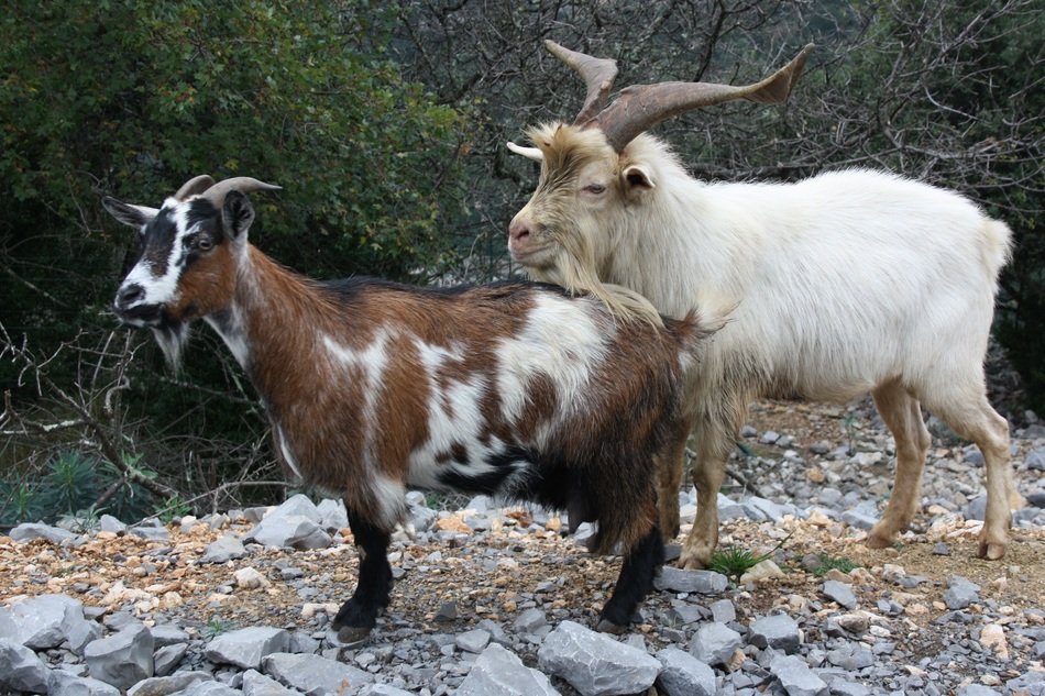 Wild mountain goats free image download