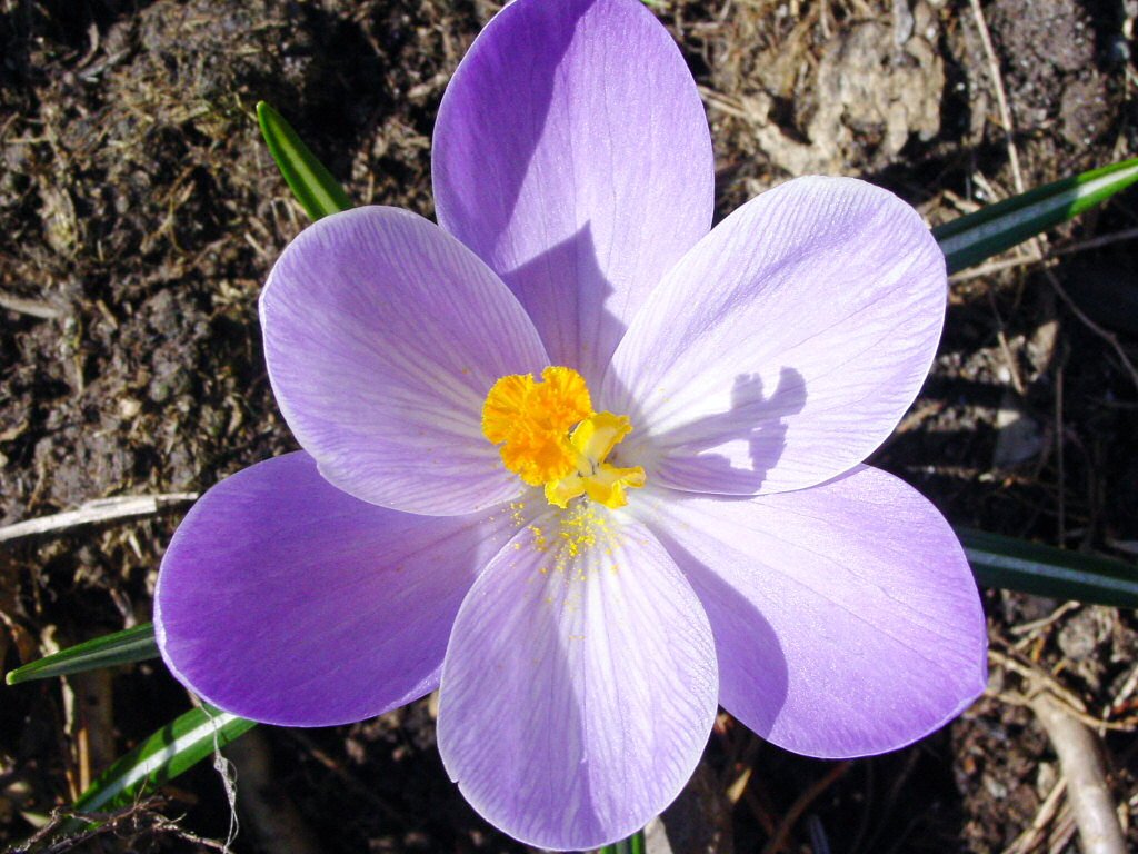 Light purple crocus in the garden free image download