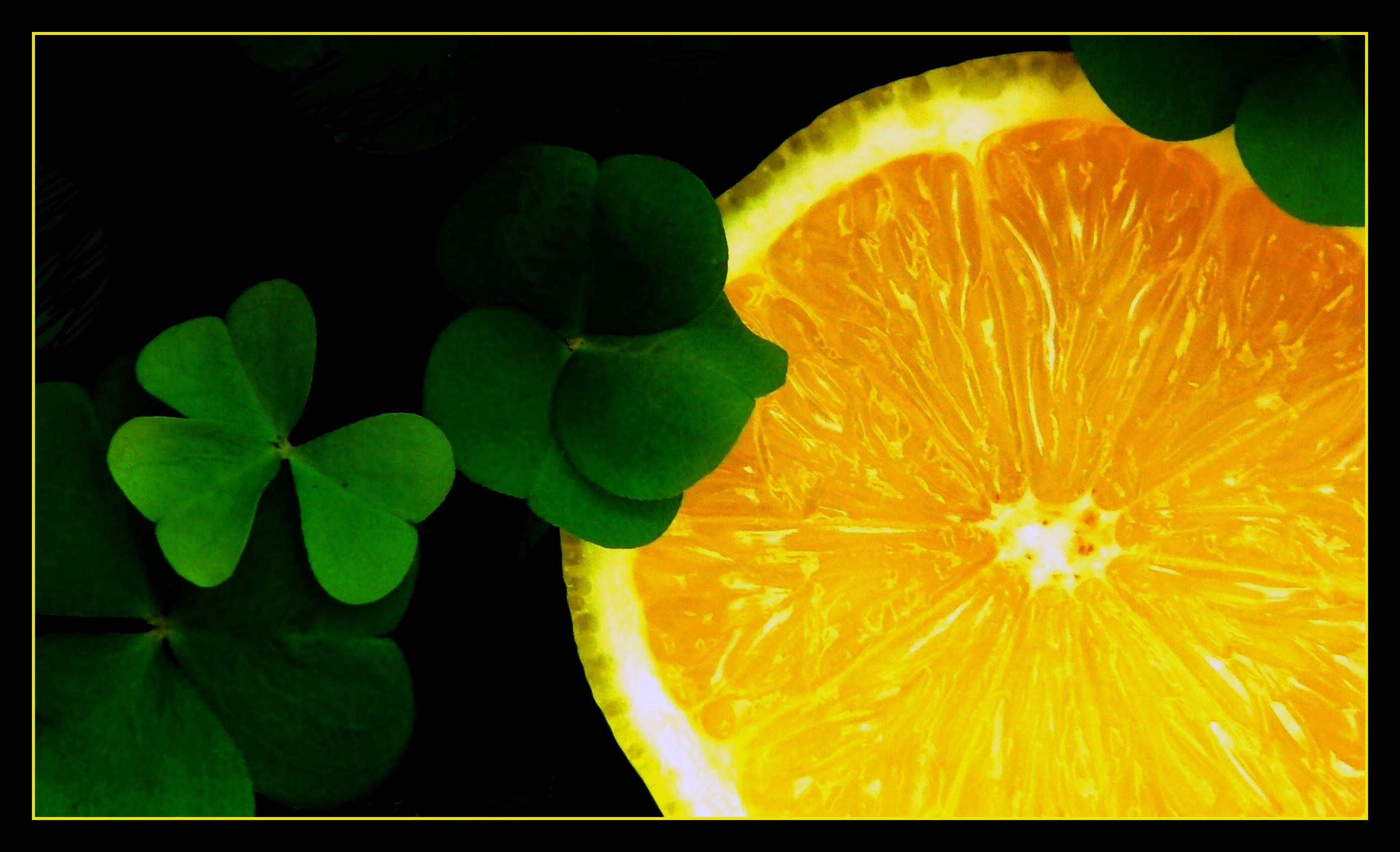 Four leaf clover and orange free image download