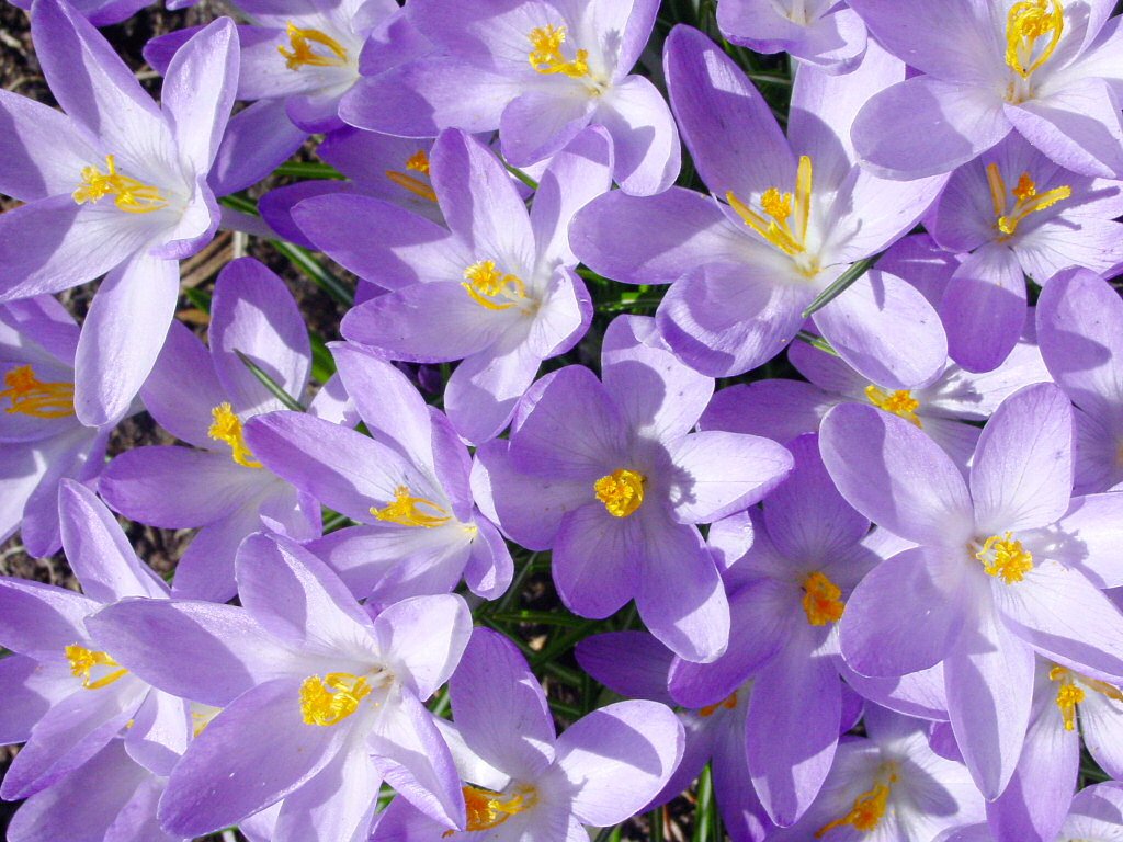 Closeup photo of colorful crocus flowers in spring free image download