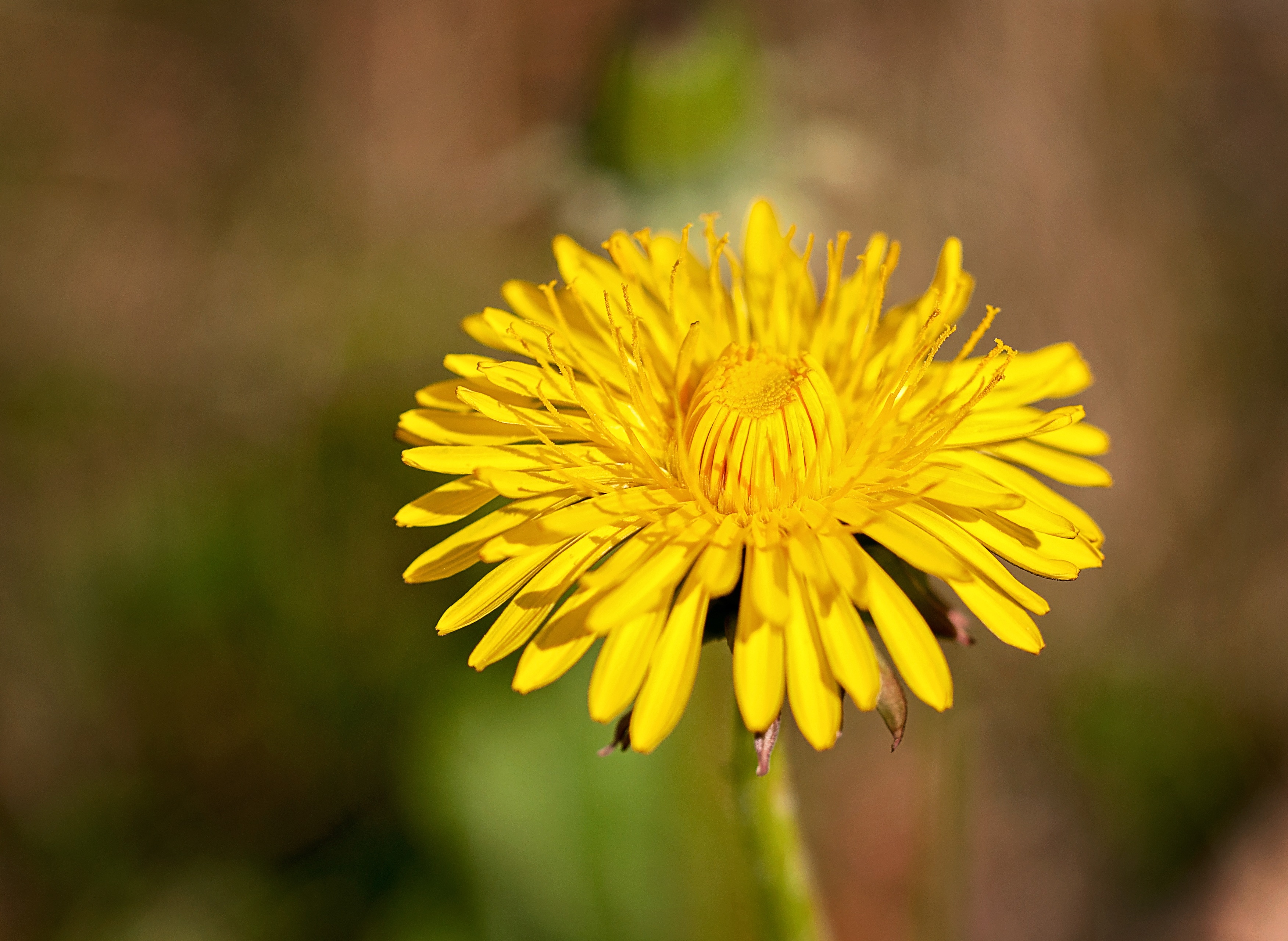 Yellow dandelion flower closer view free image download