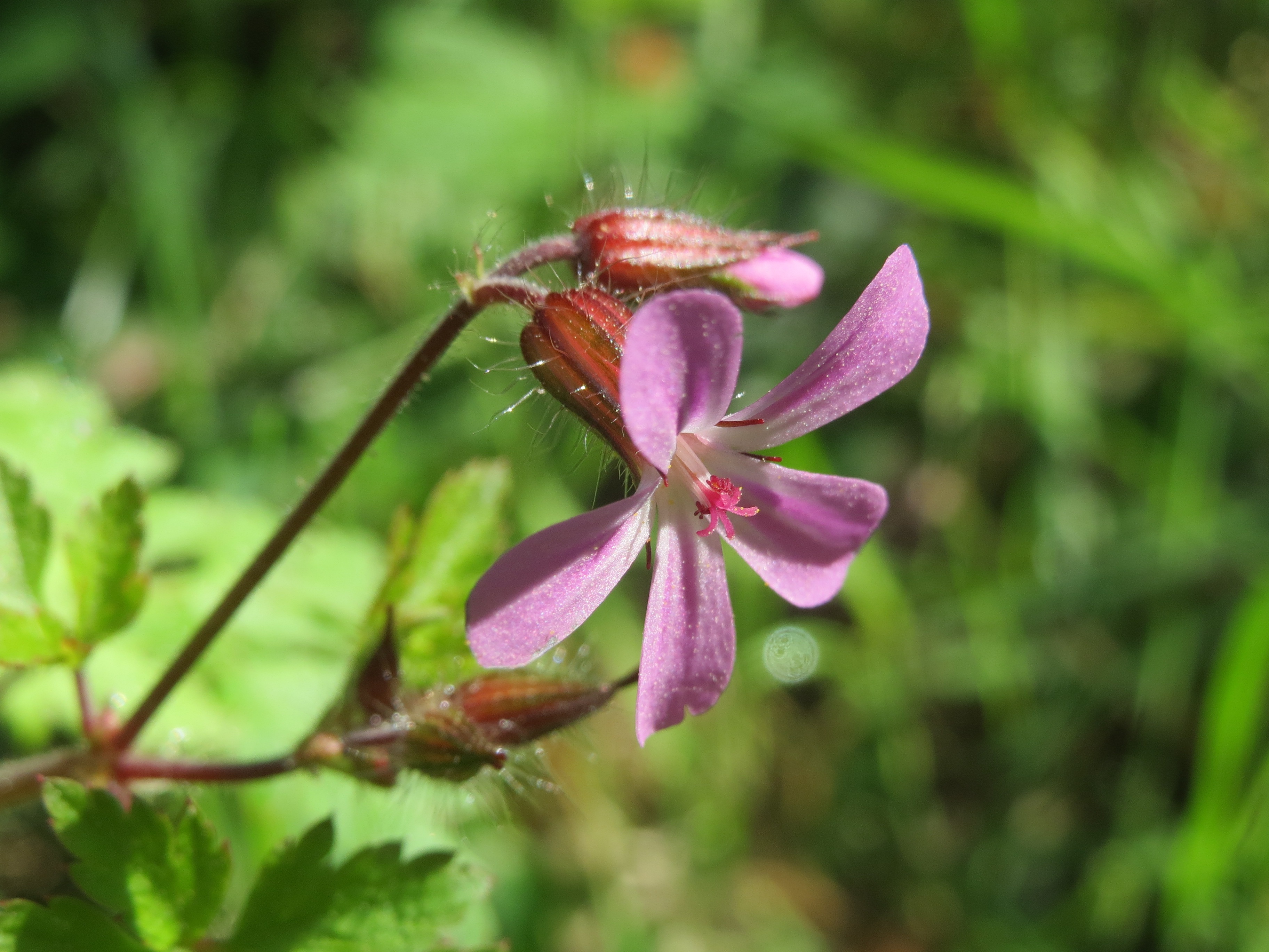 Geranium robertianum herb-robert free image download