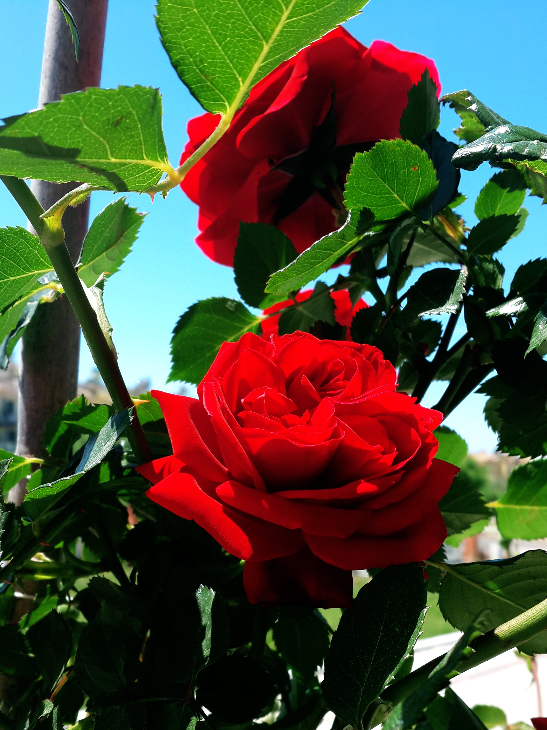 Red garden roses with green leaves free image download