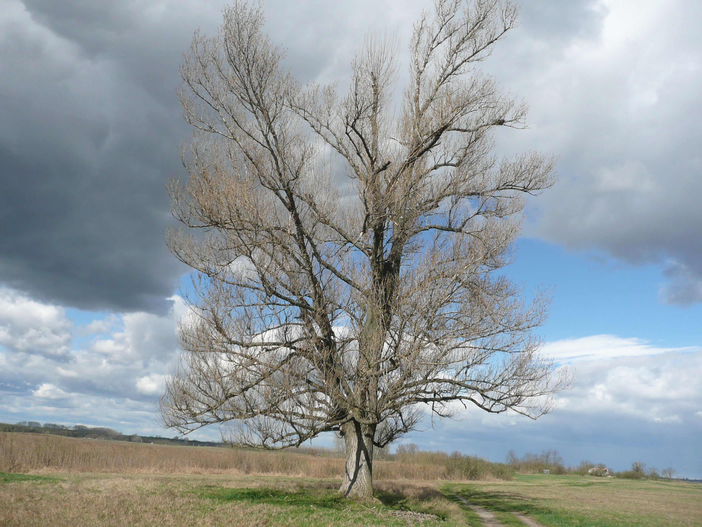 Storm clouds over a lone tree free image download