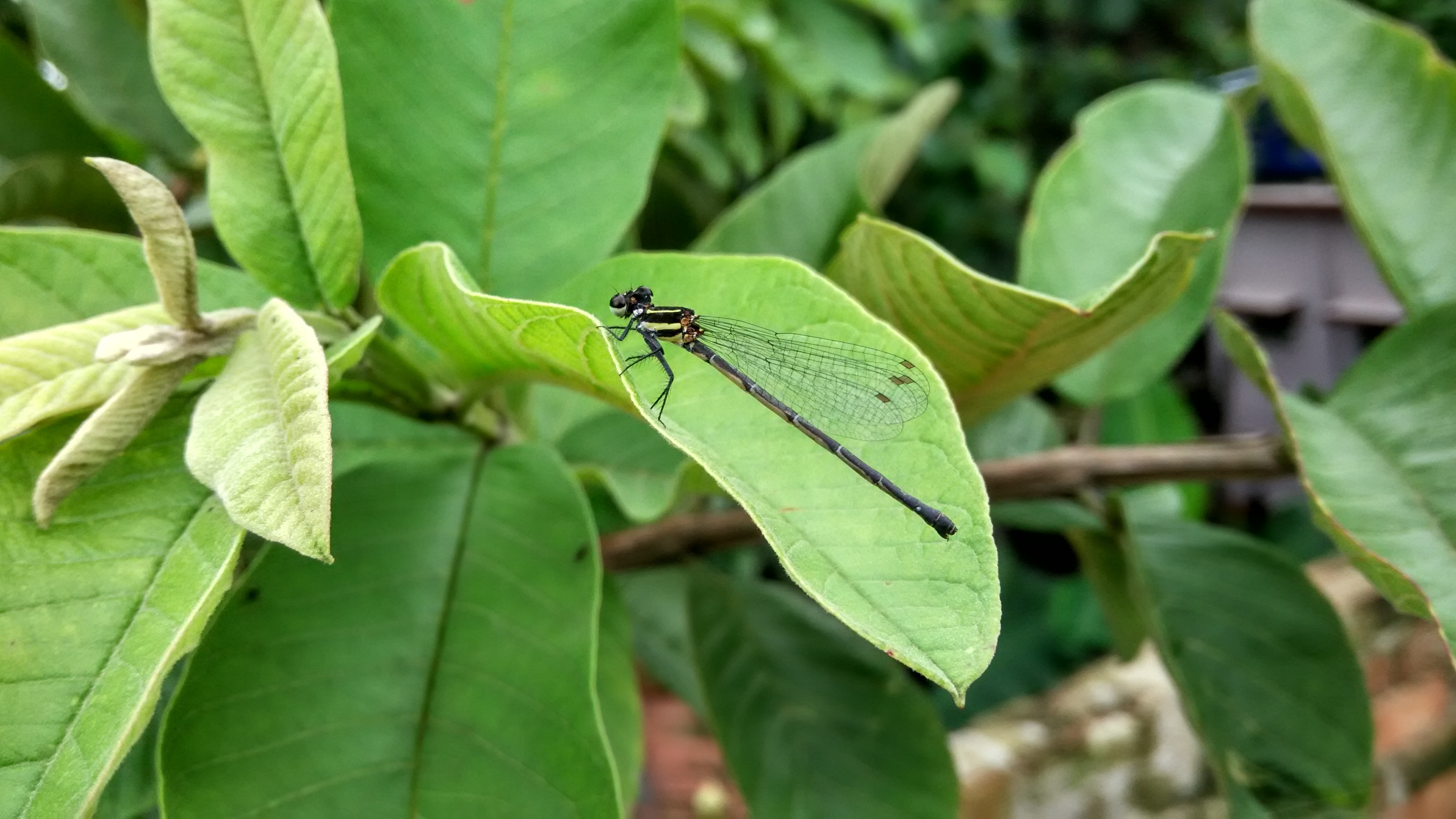 Dragonfly insect on the leaf free image download