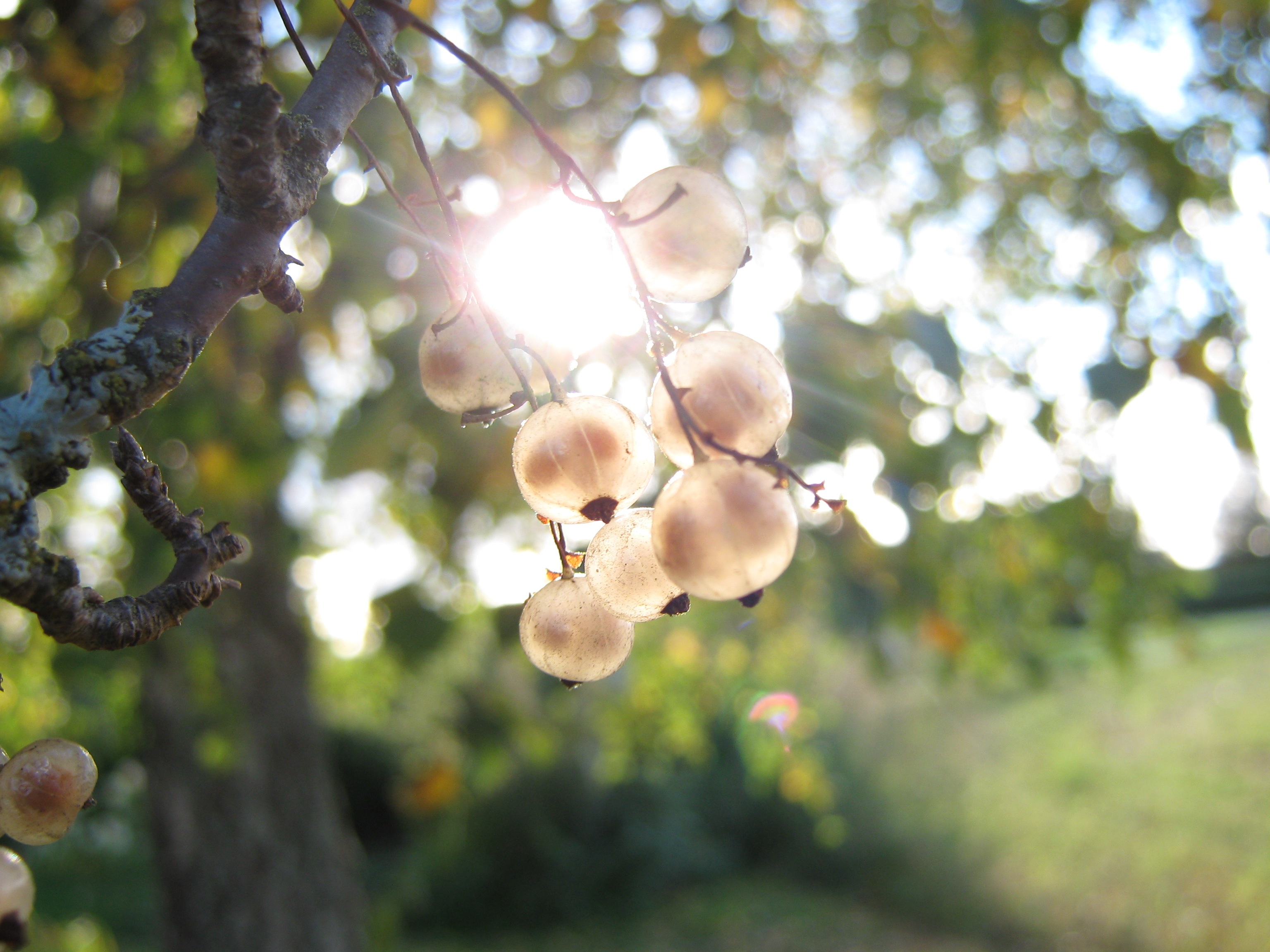White currant berry in the garden free image download