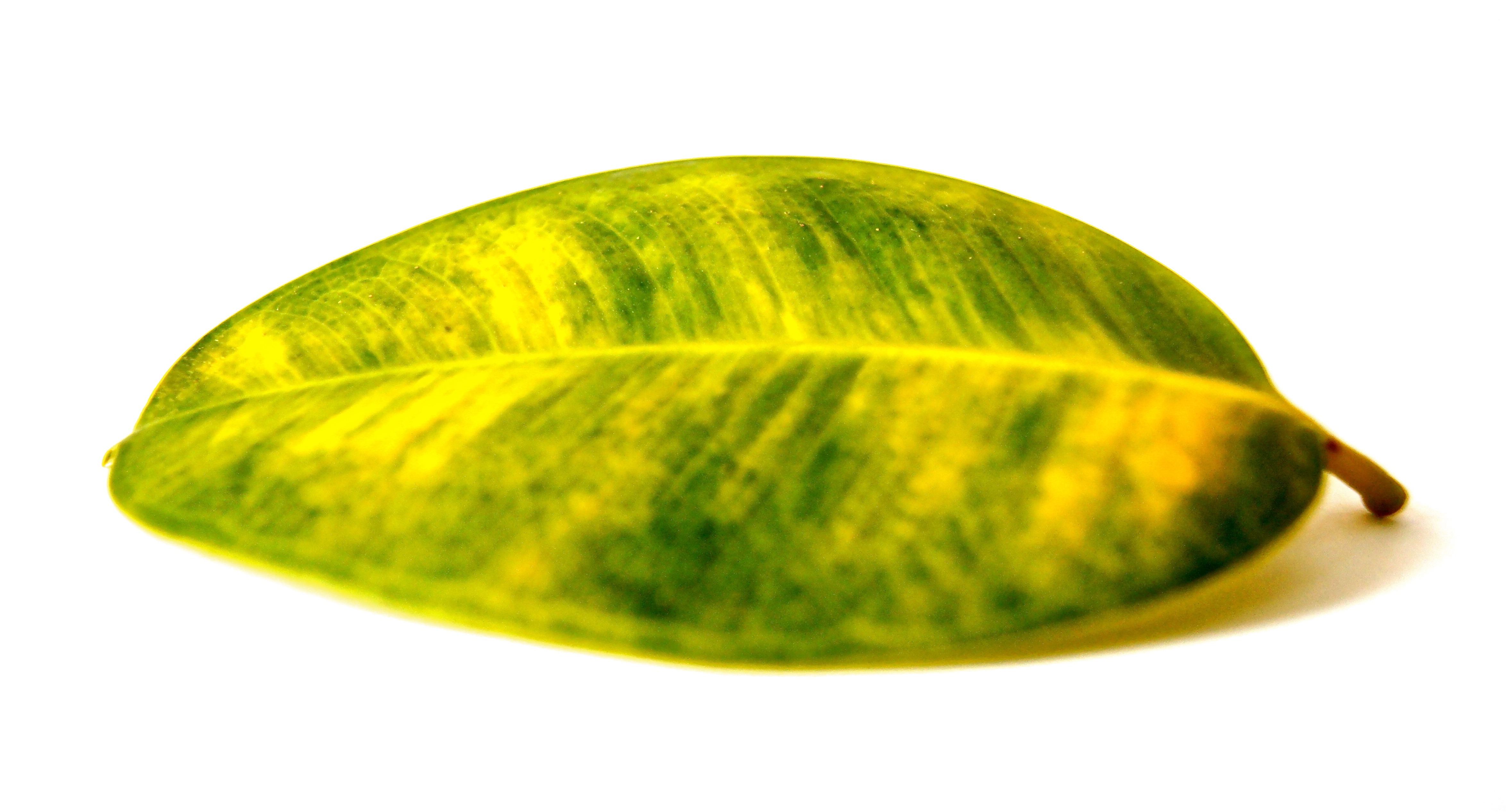 Lonely rubber tree leaf closeup free image download