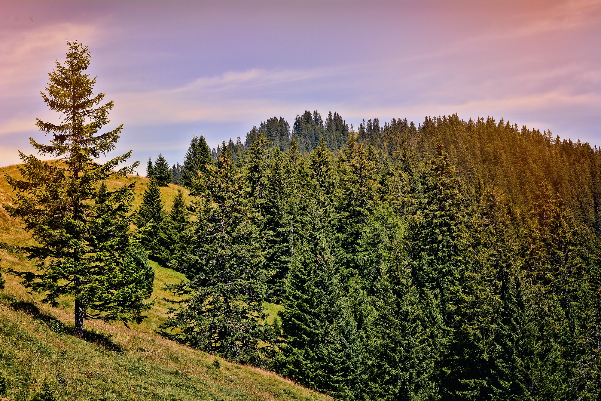 Conifers on the mountainside free image download
