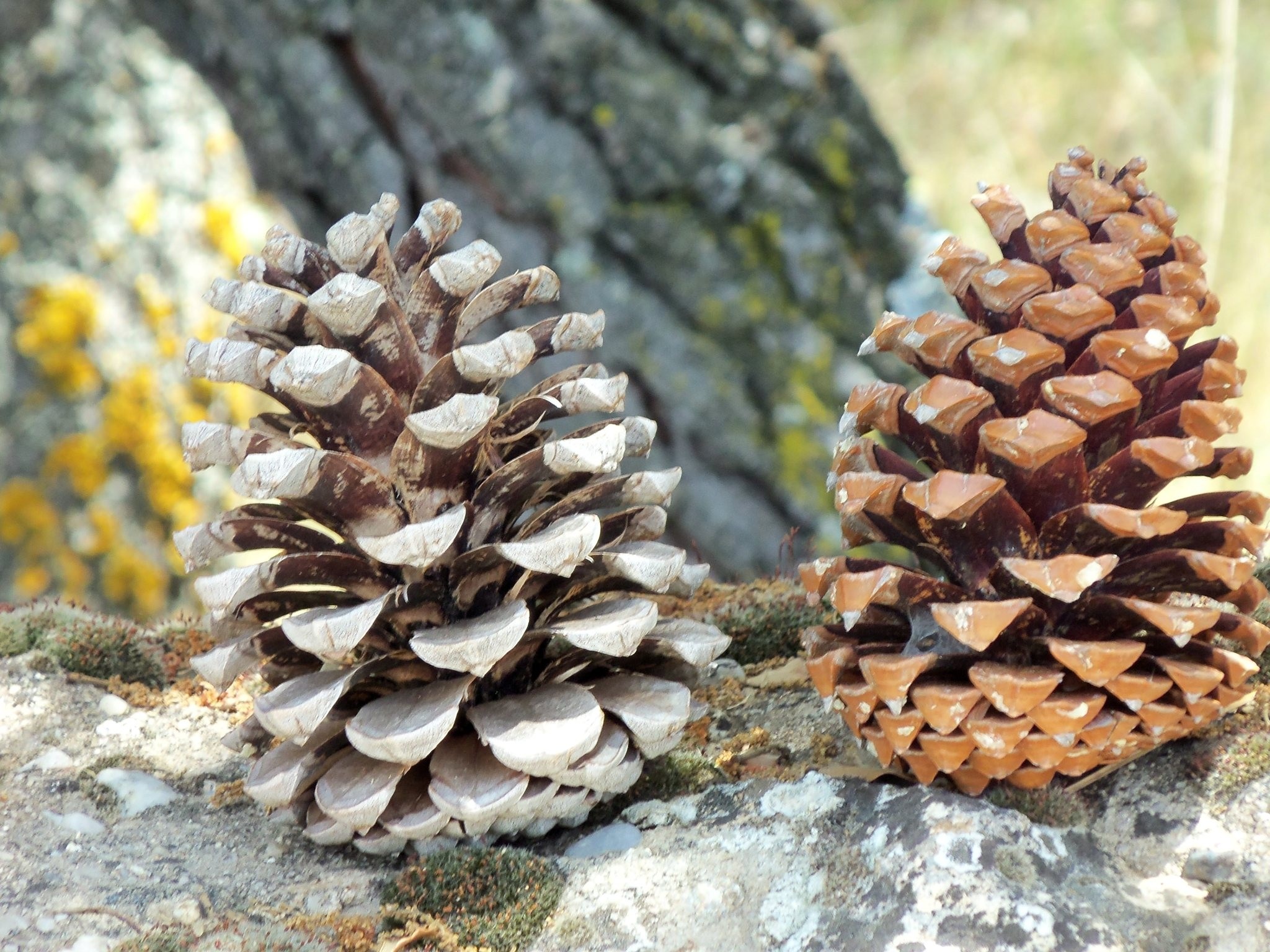 Two bumps in the middle of nature free image download