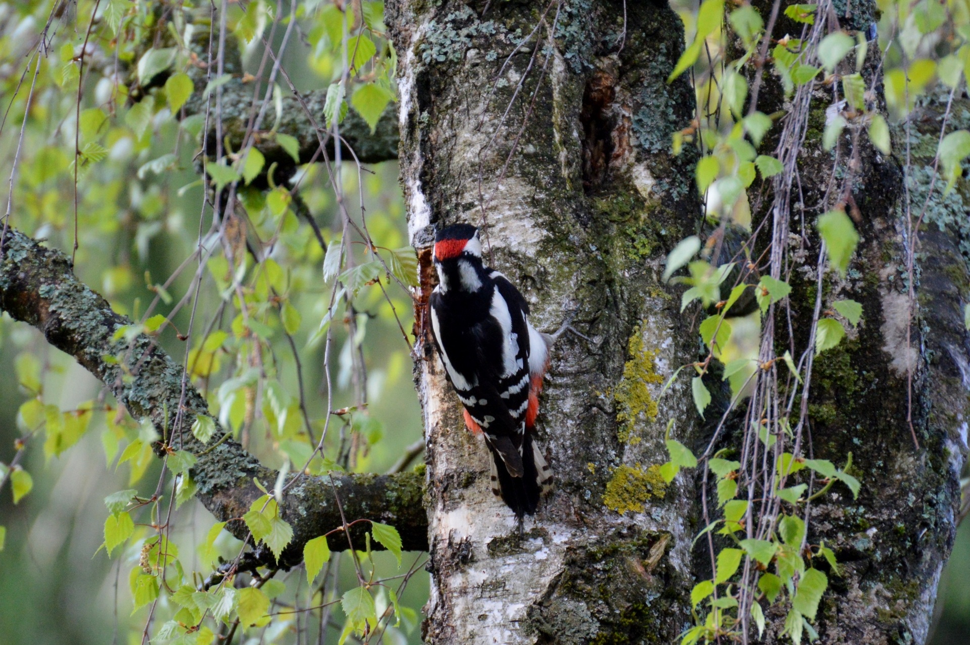 Woodpecker, colorful bird on birch trunk free image download
