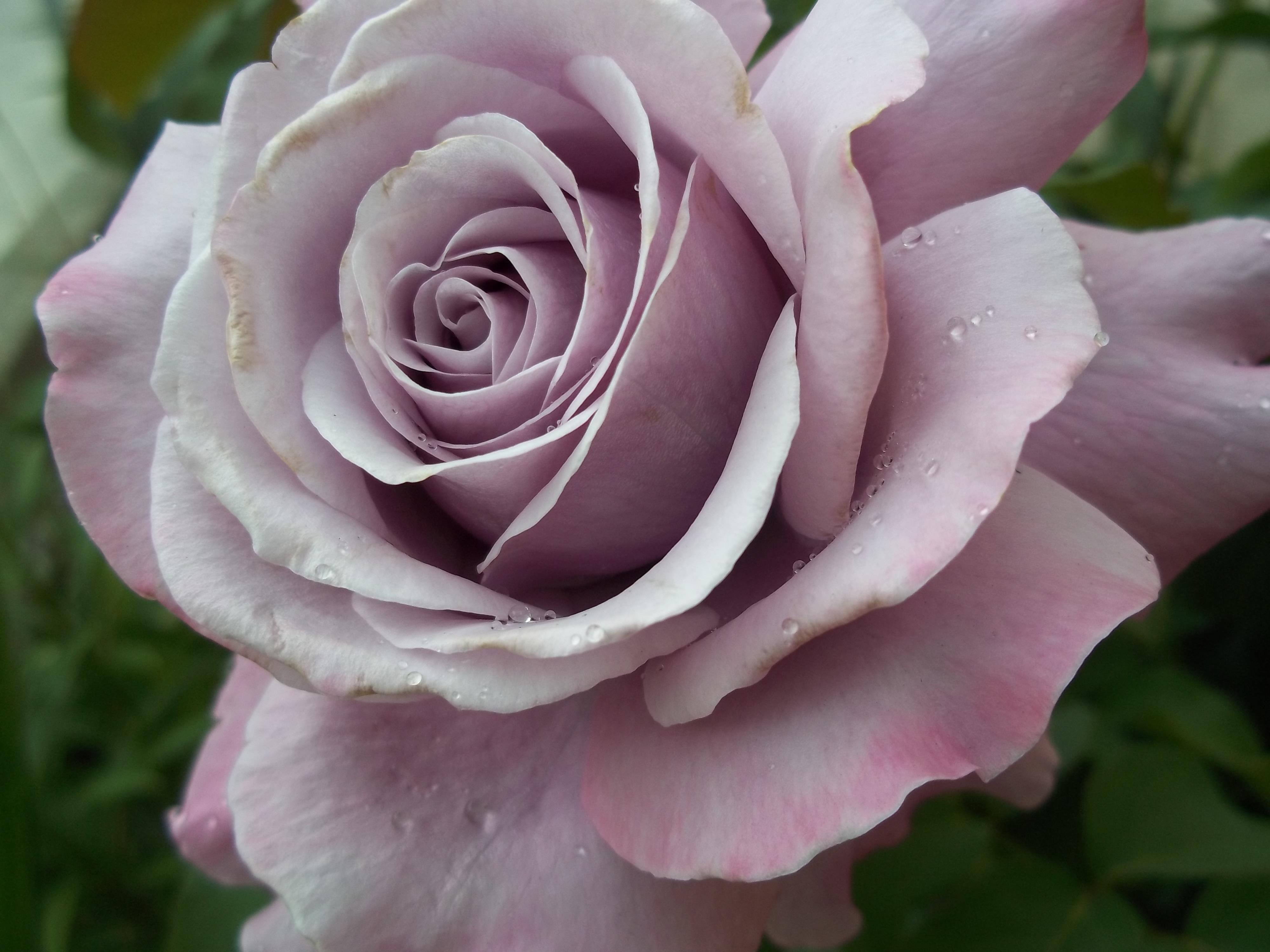 Pale purple rose in dew drops close up free image download