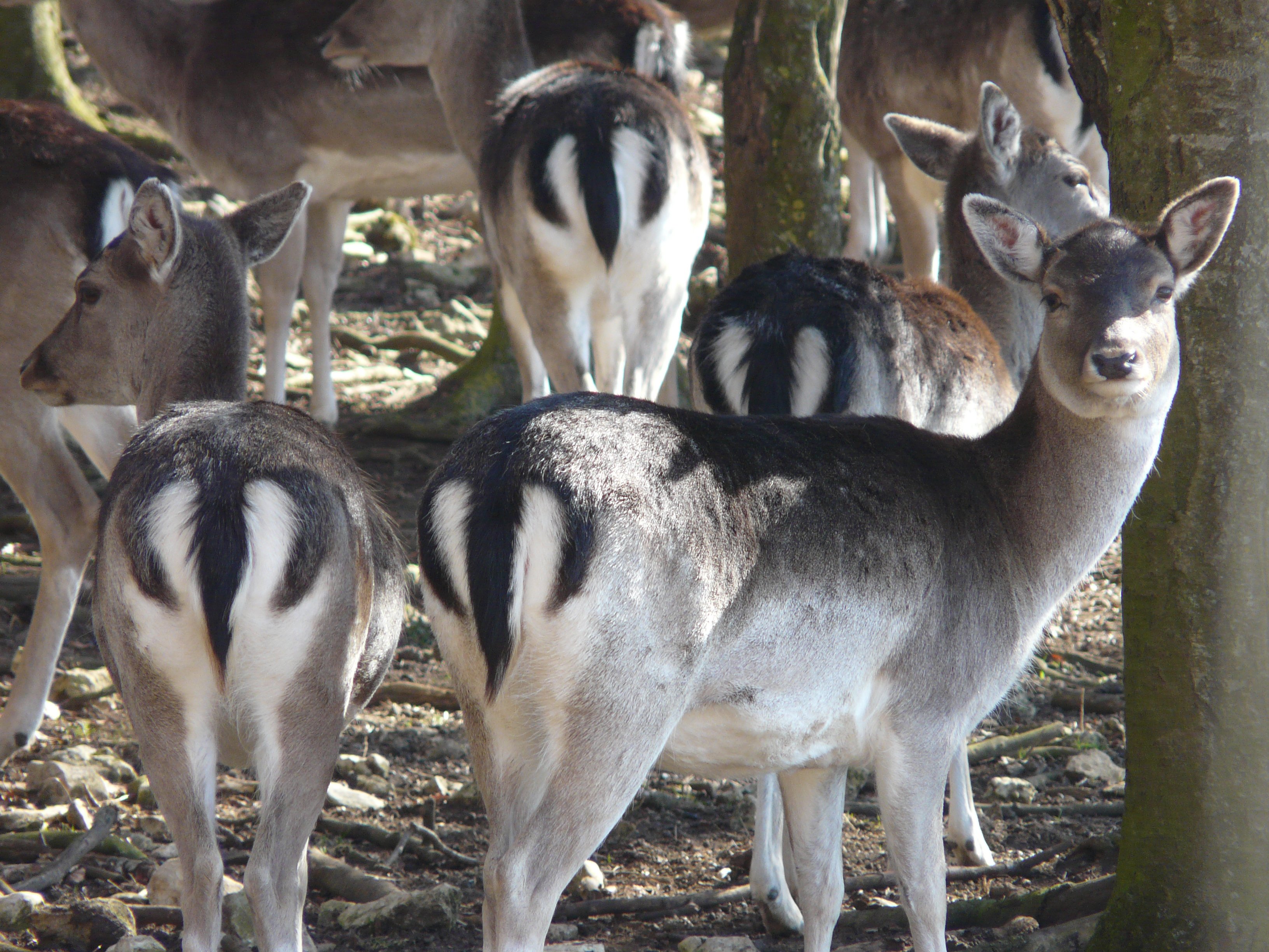 Flock of cute gray wild deer free image download