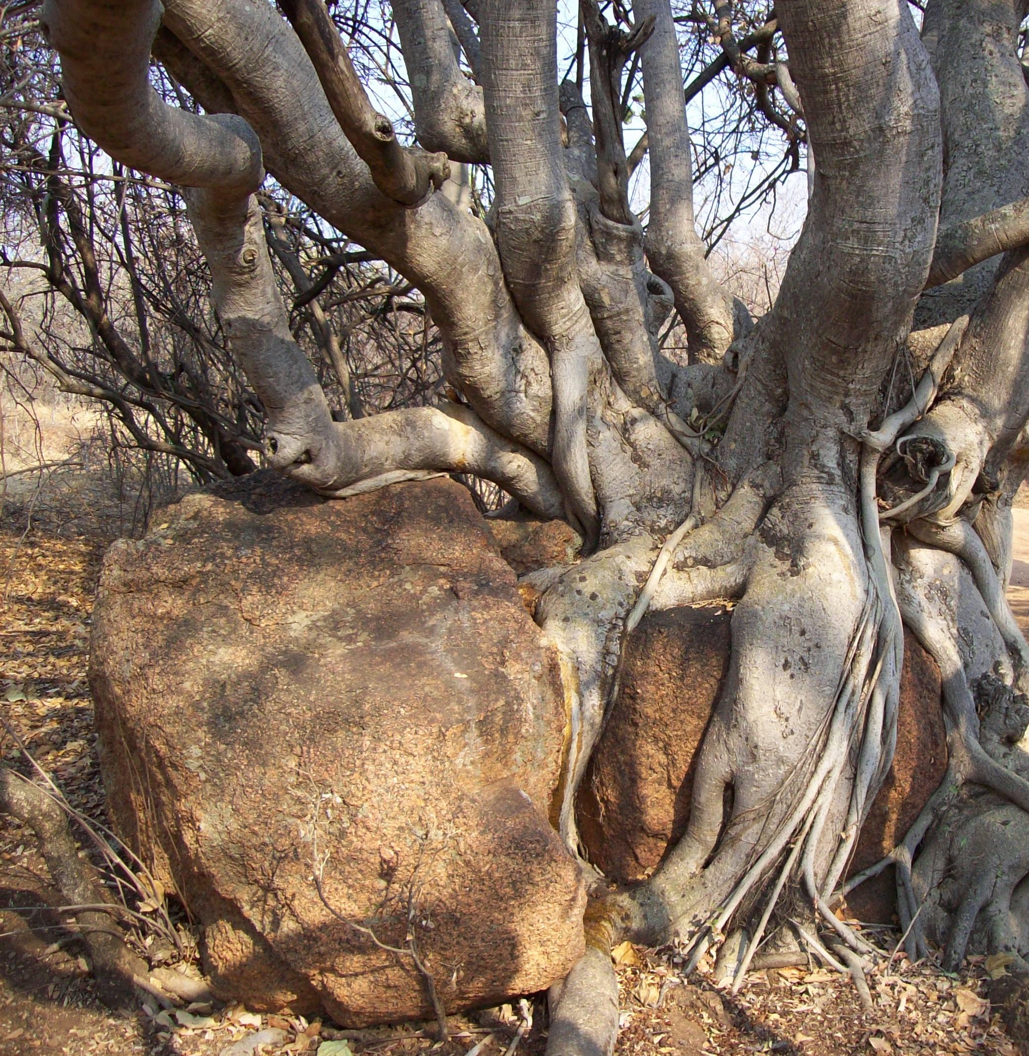 Stone and old tree free image download