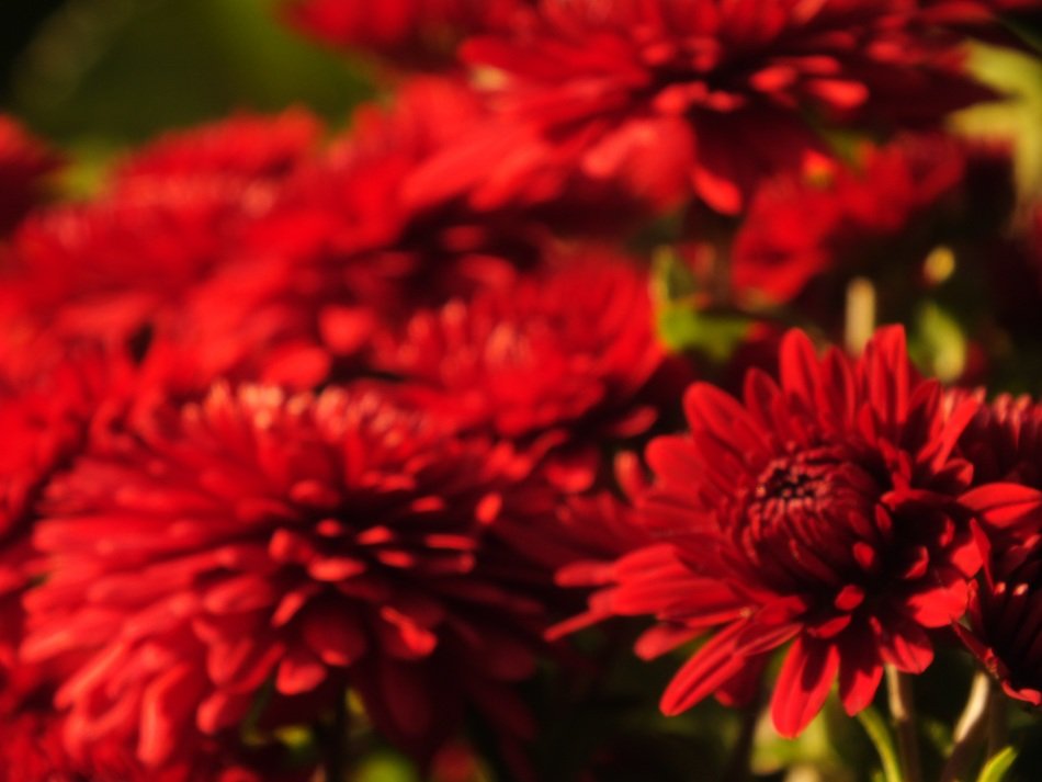 Red flower bright free image download