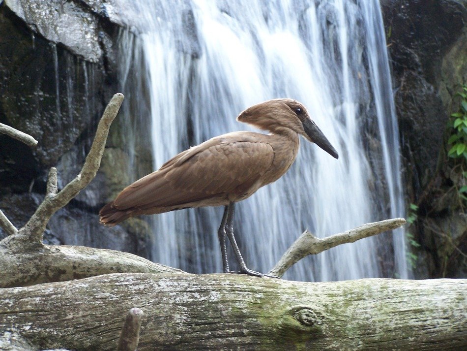Water bird animal free image download