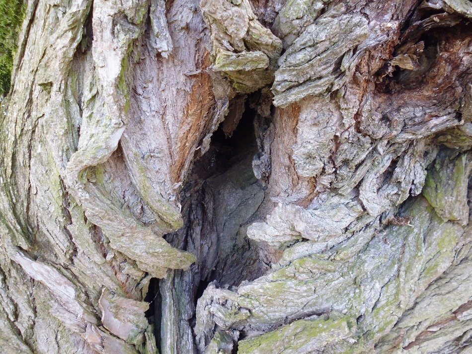 Big tree hole free image download