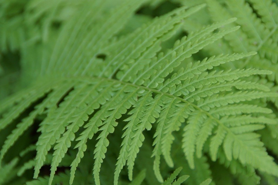 Beautiful green fern free image download
