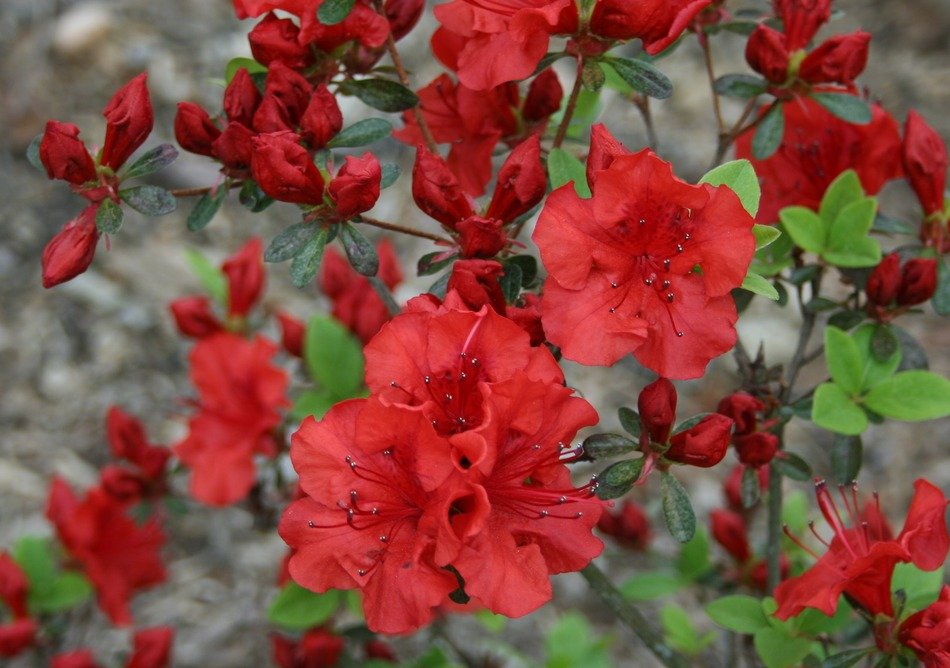 Red azaleas in the garden free image download