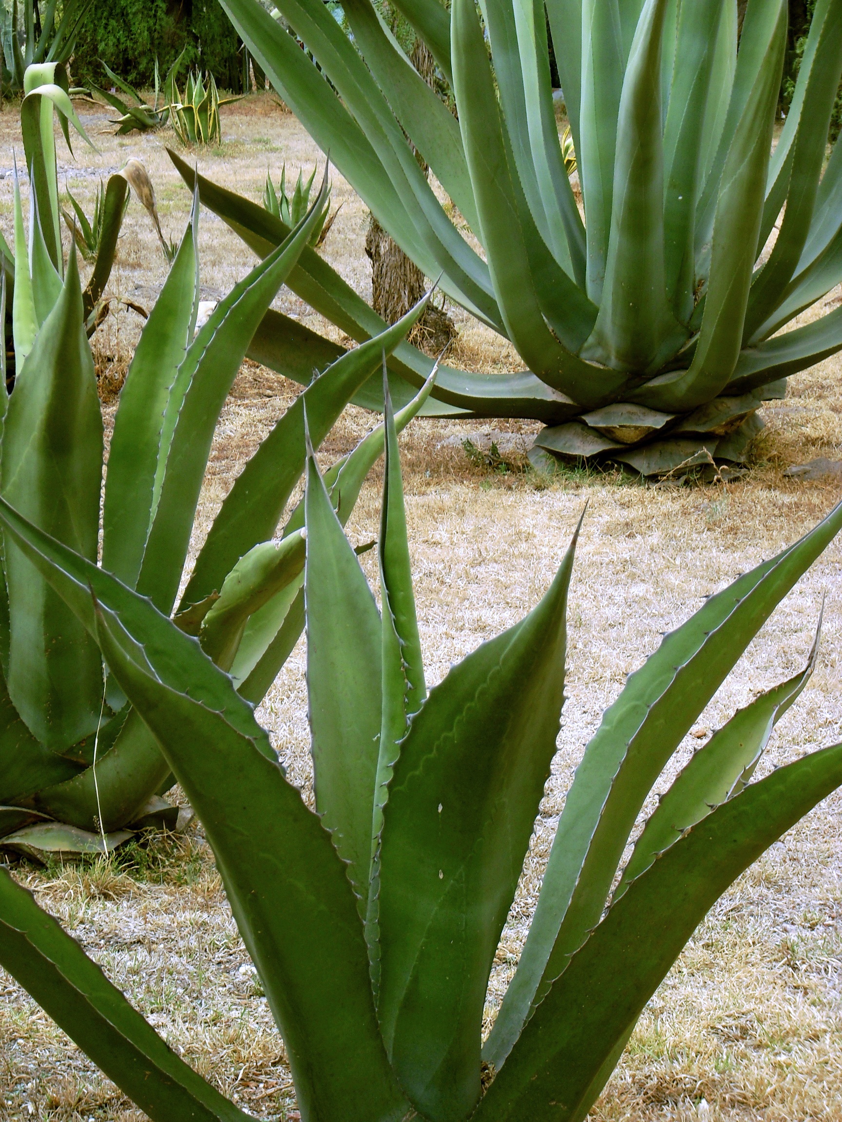Maguey century plant free image download