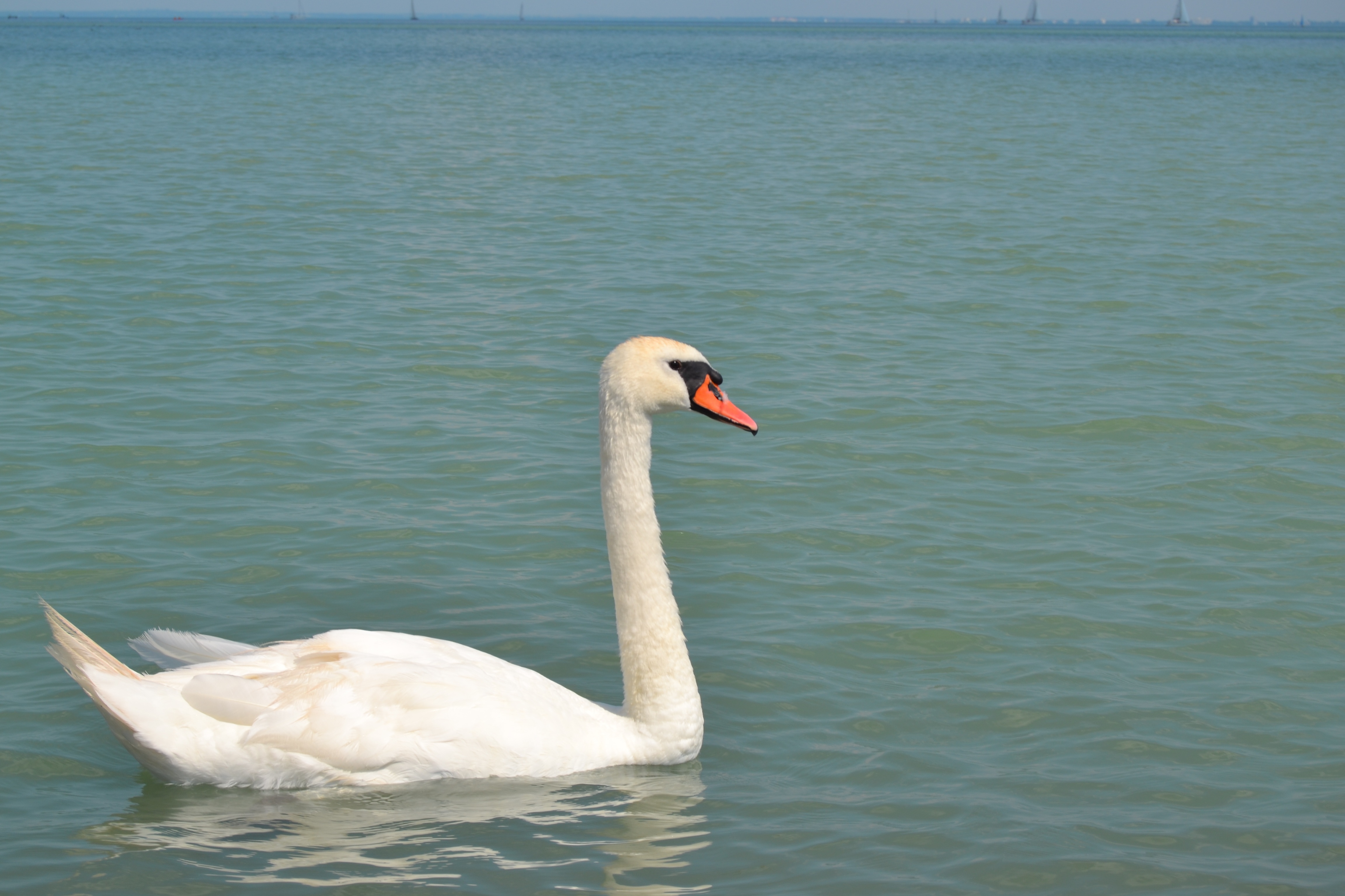 Swimming swan, national bird of denmark free image download