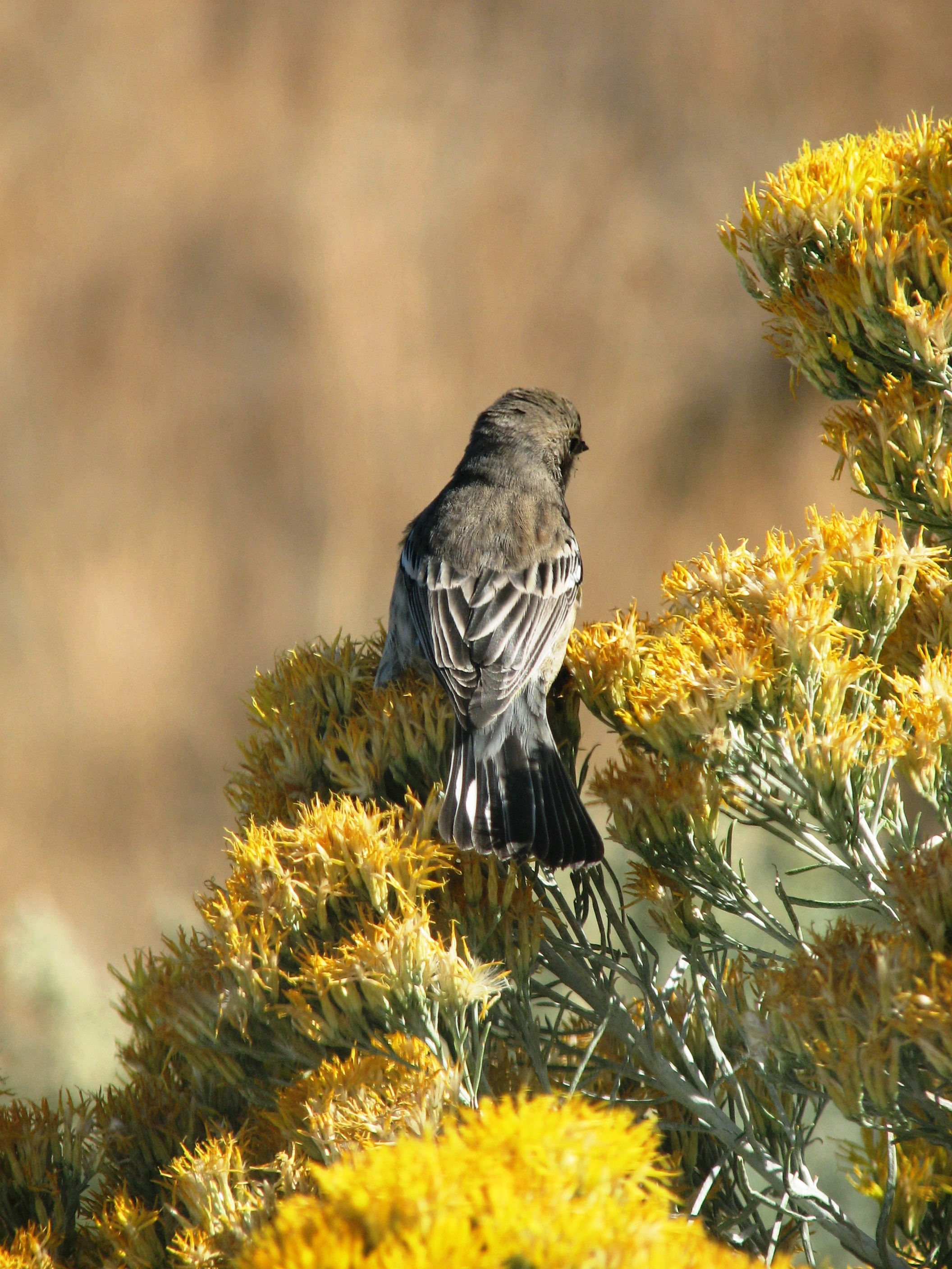Bird on prickly flowers free image download